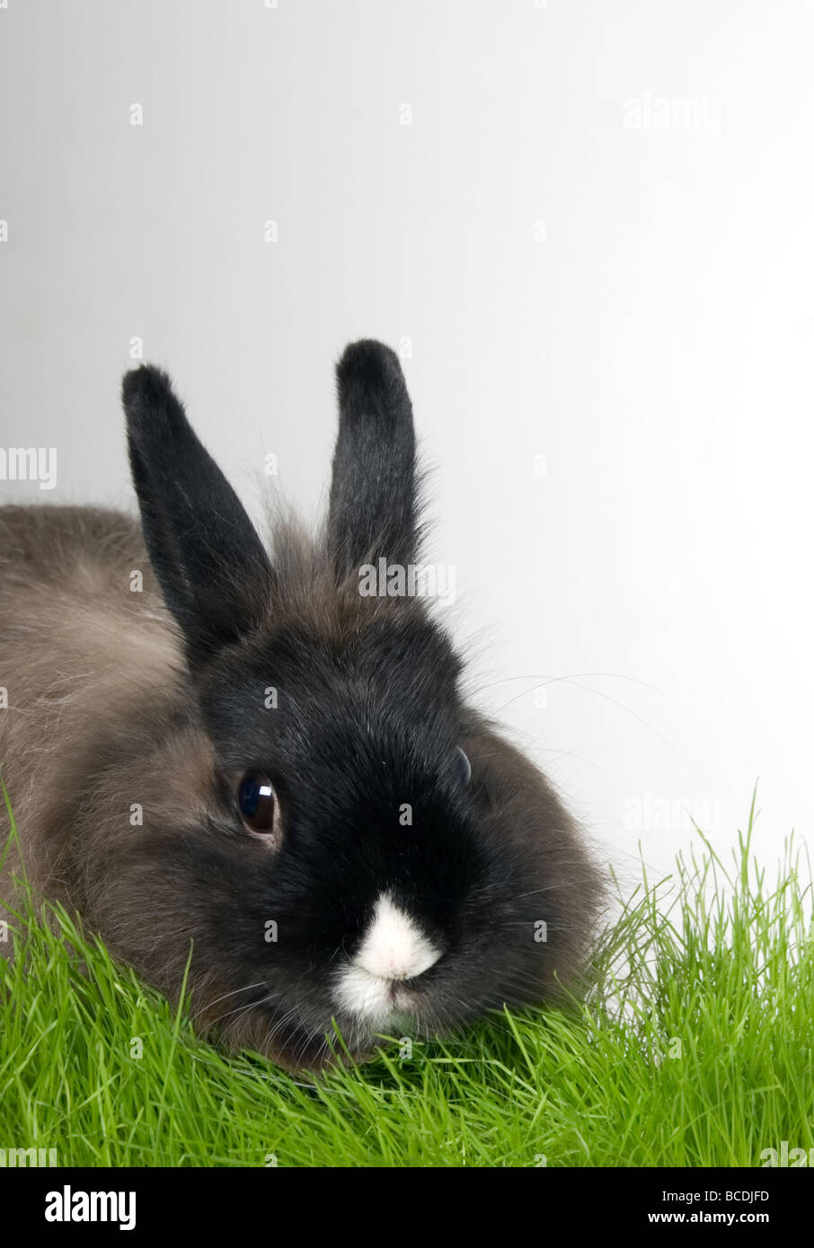 Grey white rabbit hi-res stock photography and images - Alamy