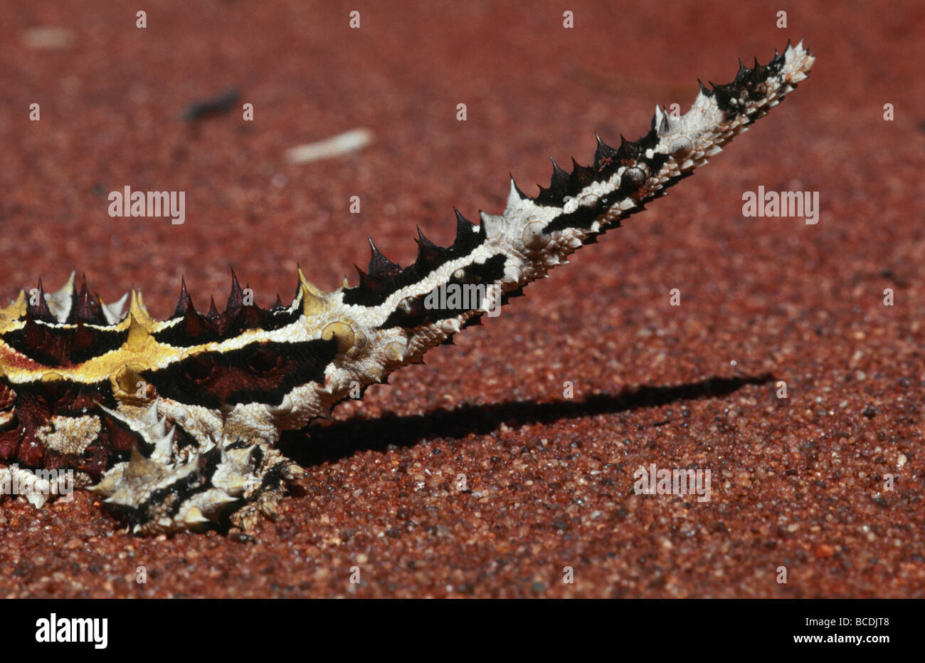 Devil tail hi-res stock photography and images - Alamy