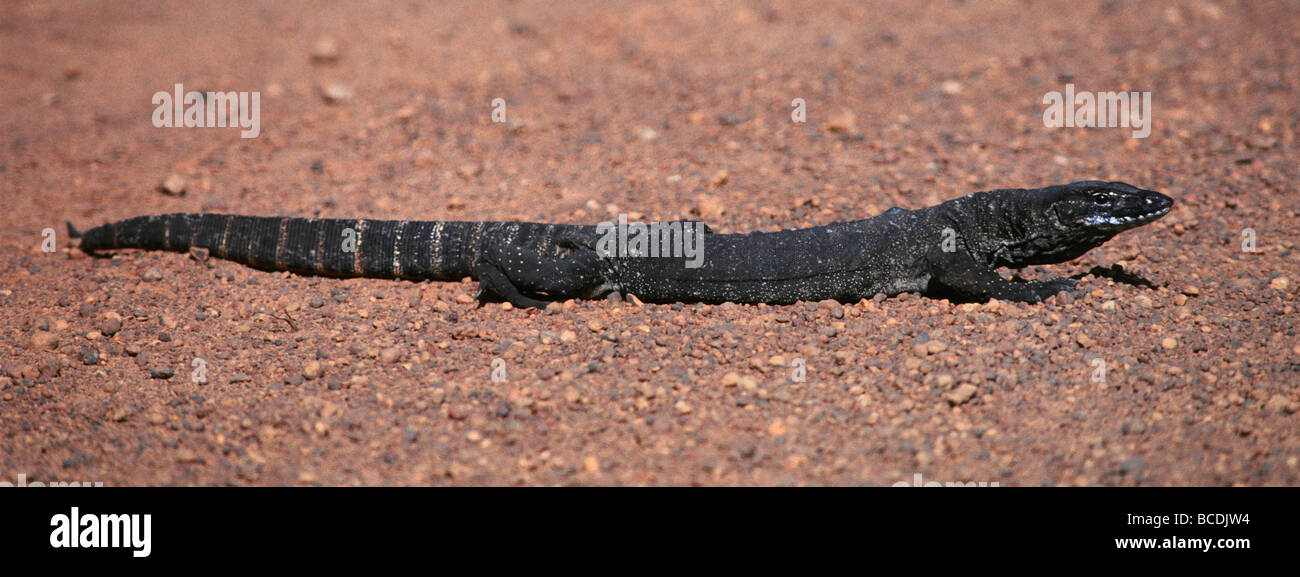A Heath monitor aka a Rosenbergs Monitor sun basks on a gravel track ...
