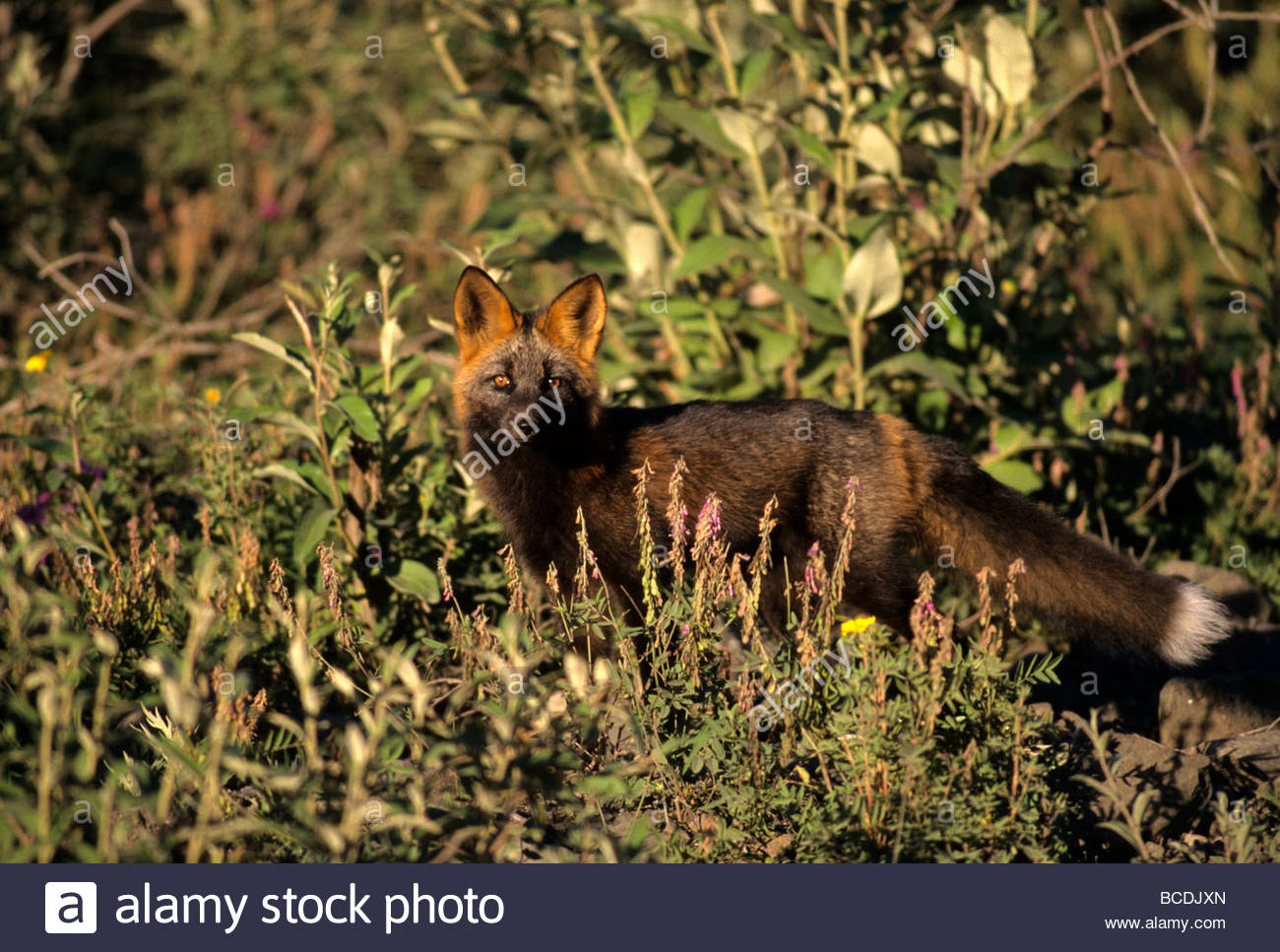Cross Phase Red Fox Stock Photos & Cross Phase Red Fox Stock Images - Alamy