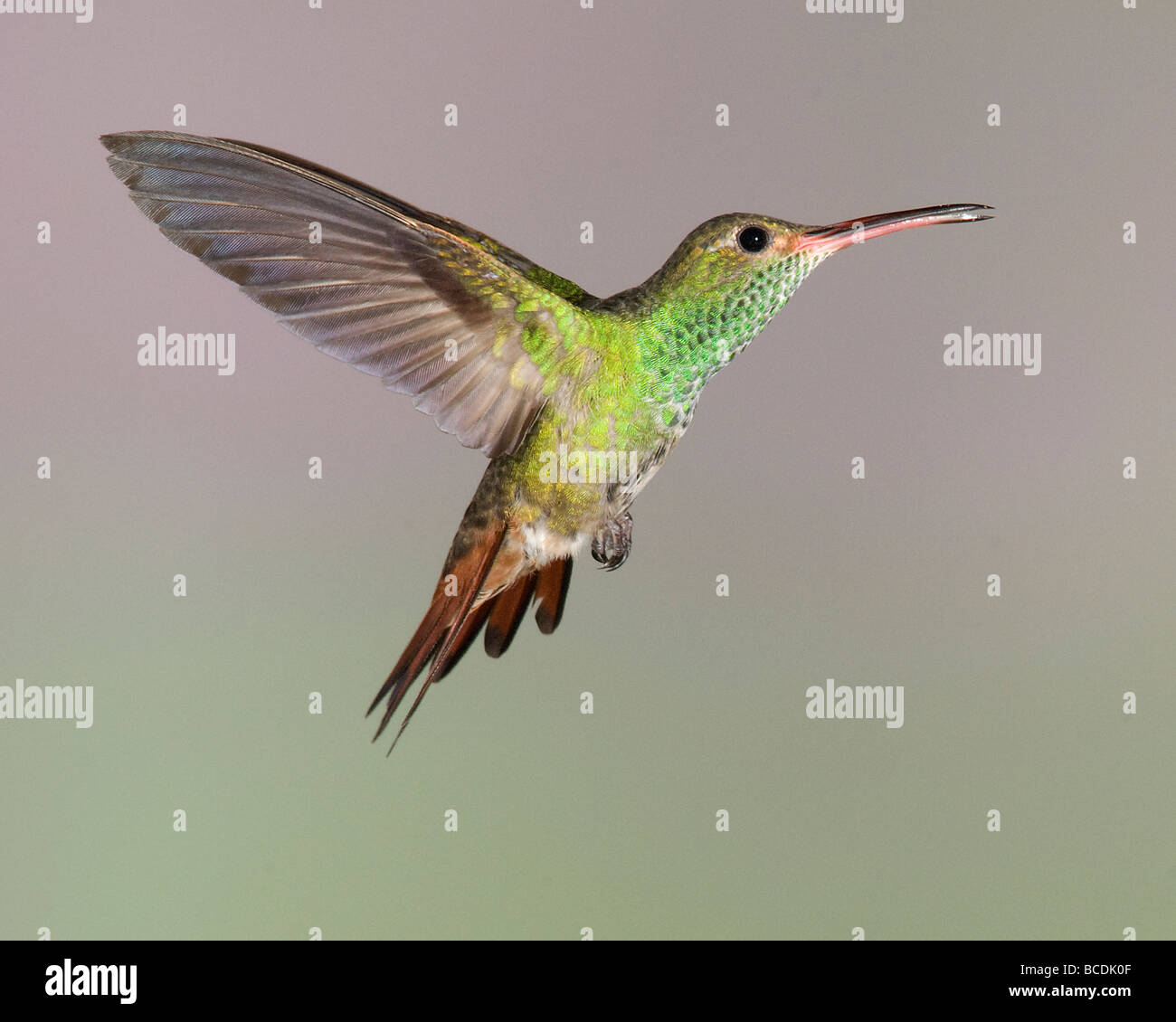 Rufous-tailed Hummingbird (Amazilia tzacatl Stock Photo - Alamy