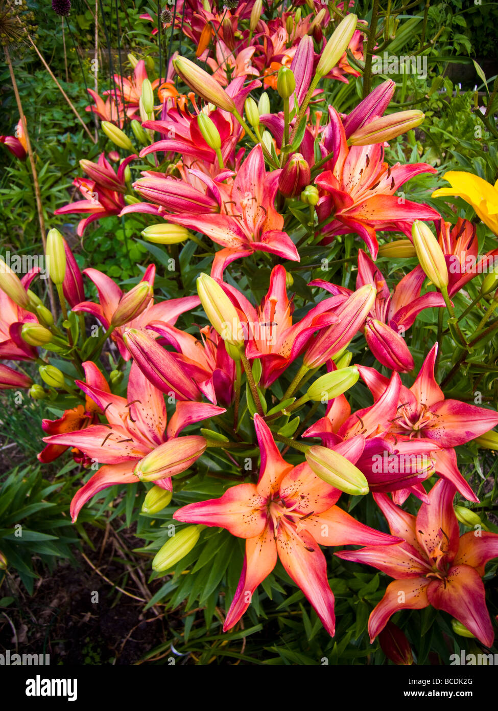 Lilies bulbs hi-res stock photography and images - Alamy