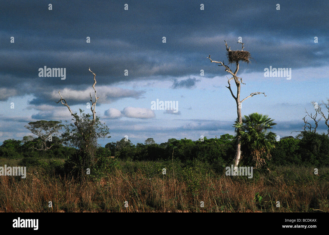 The sturdy stick nest of a Jabiru Stork atop a dead tree stag Stock ...