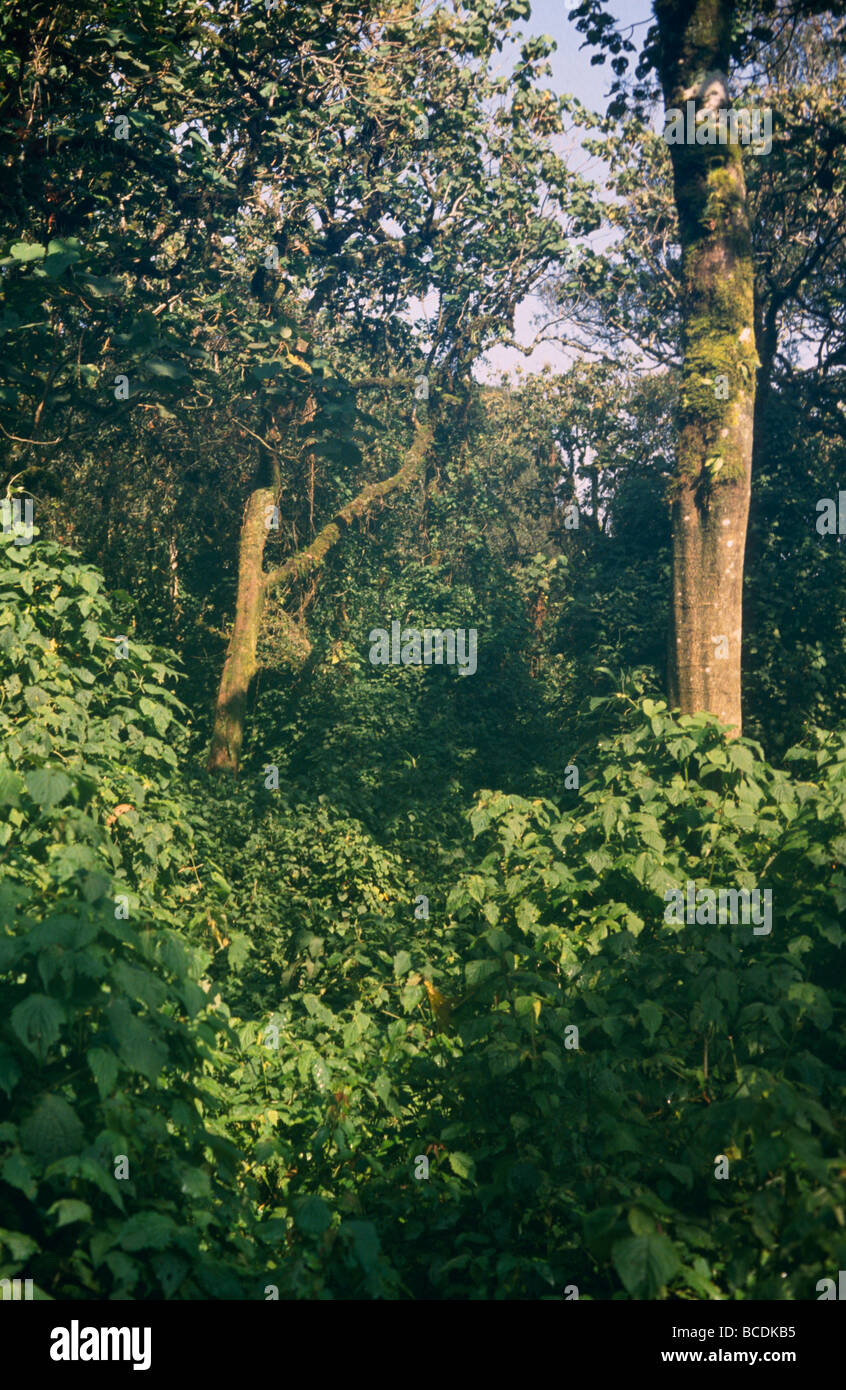 Dense, lush tropical rainforest habitat Stock Photo - Alamy