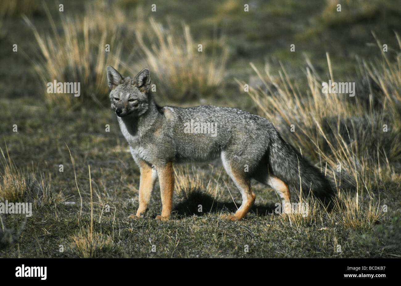 An alert Patagonian Gray Fox with a thick fur coat on an alpine plain ...