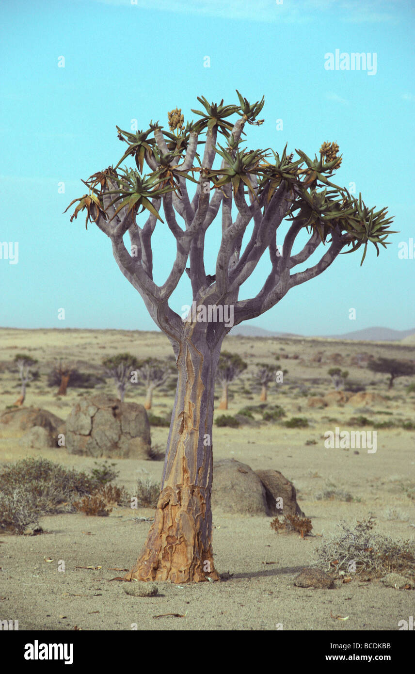 A Kokerbom Tree, Quiver Tree, beneath the Namibia Desert sun Stock ...