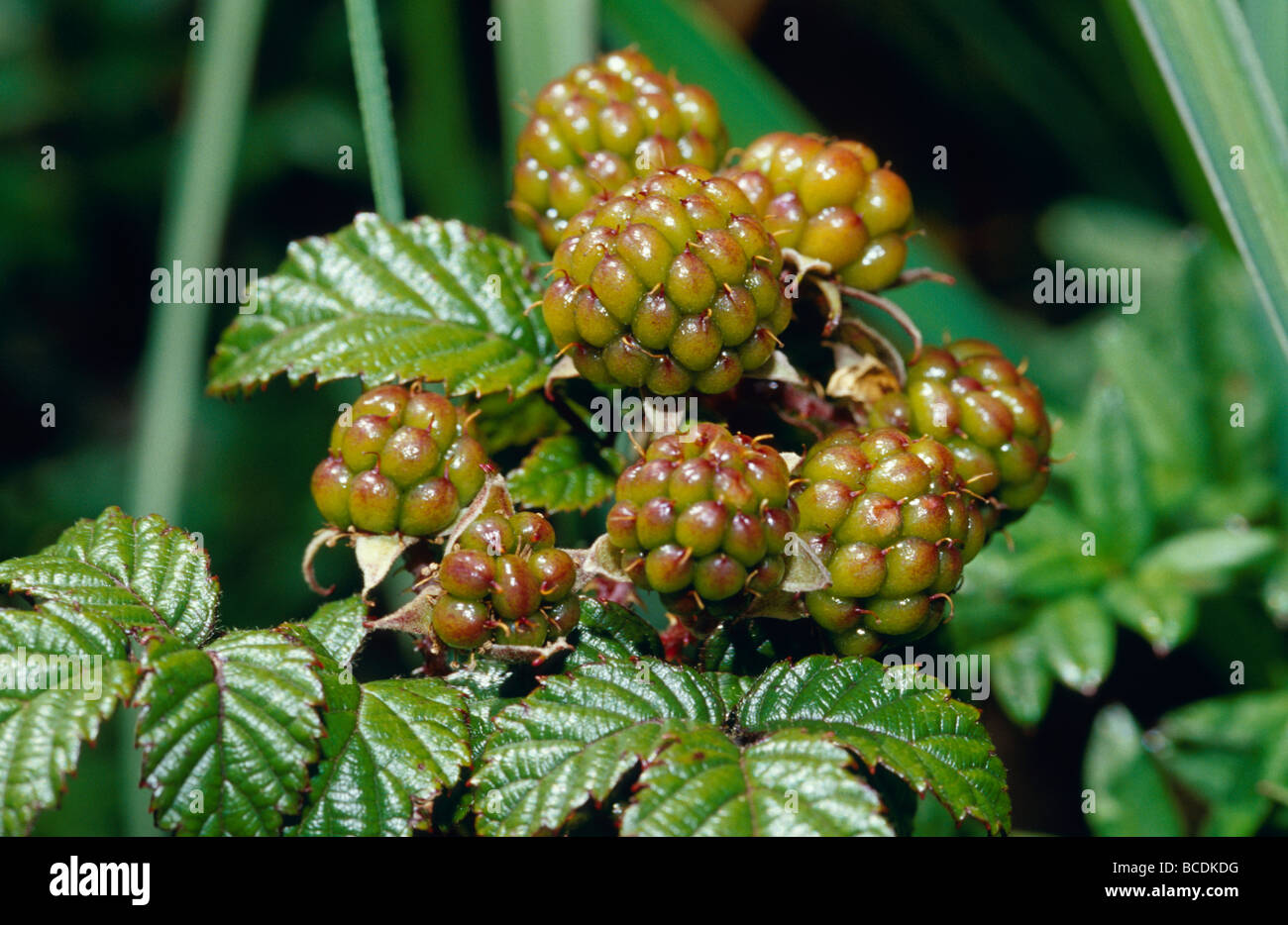 A cluster of fruits on a Blackberry bush which is native to Africa ...