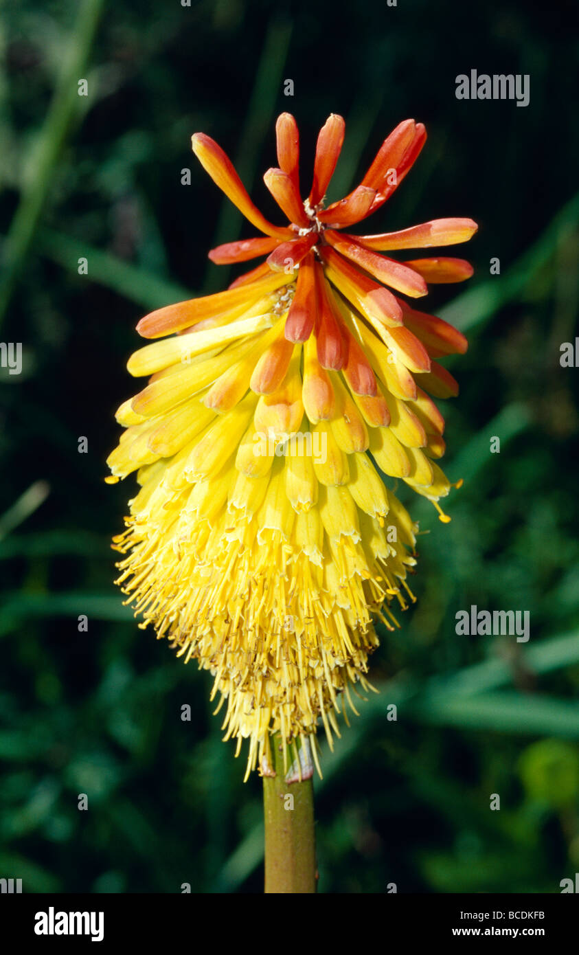 Bright yellow gorilla hi-res stock photography and images - Alamy