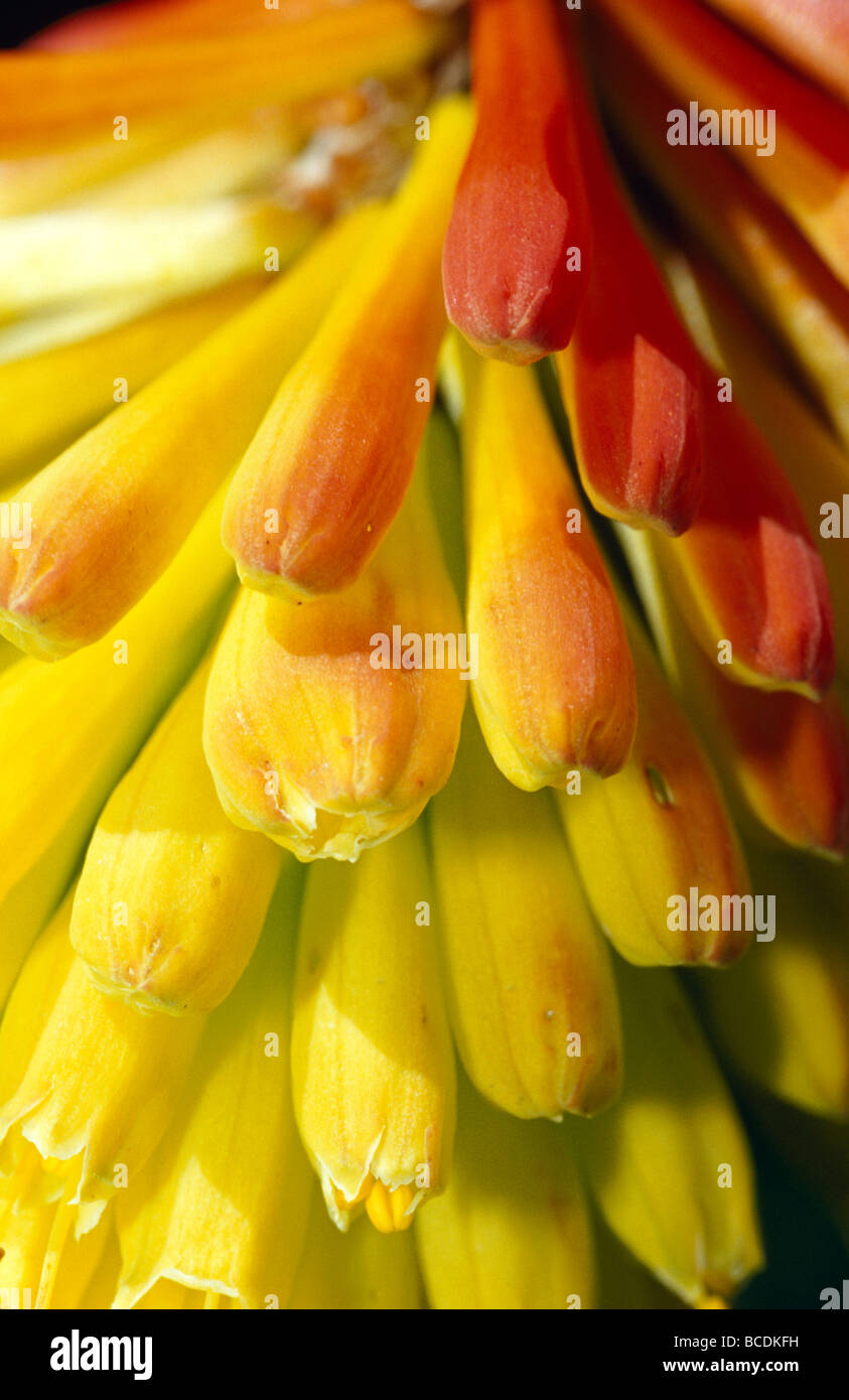 Bright yellow gorilla hi-res stock photography and images - Alamy