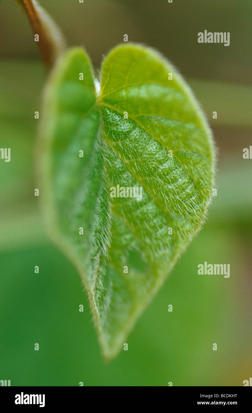Protective hairs coat a plant leaf to prevent herbivores foraging Stock ...