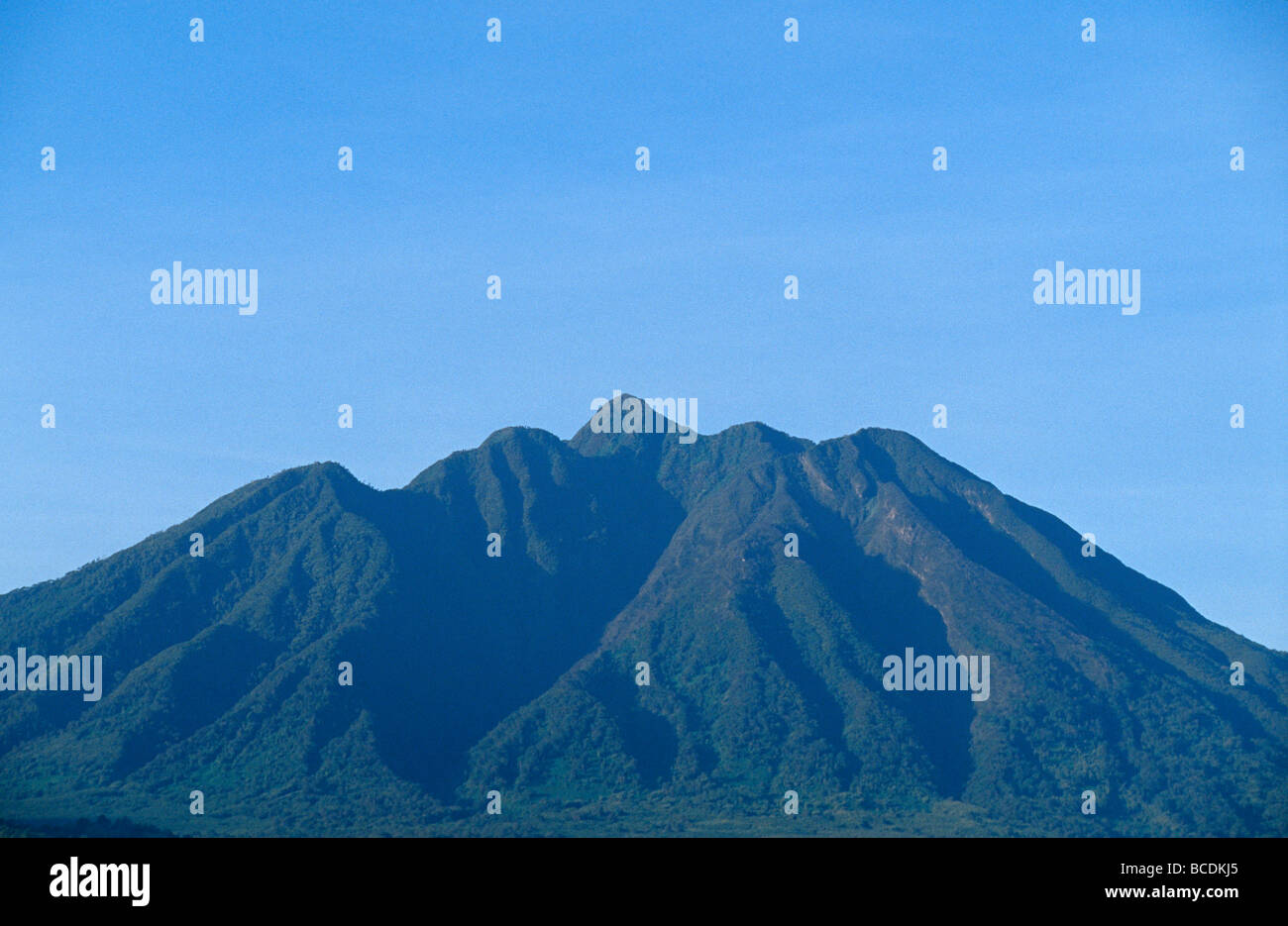 The Montane Forest Belt in the rugged folds of Mount Sabinyo Stock ...