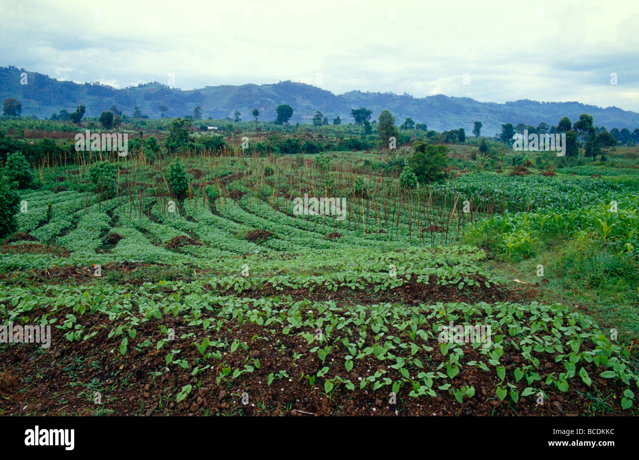 Small crops of potato and other vegetables grow in rich volcanic soil ...