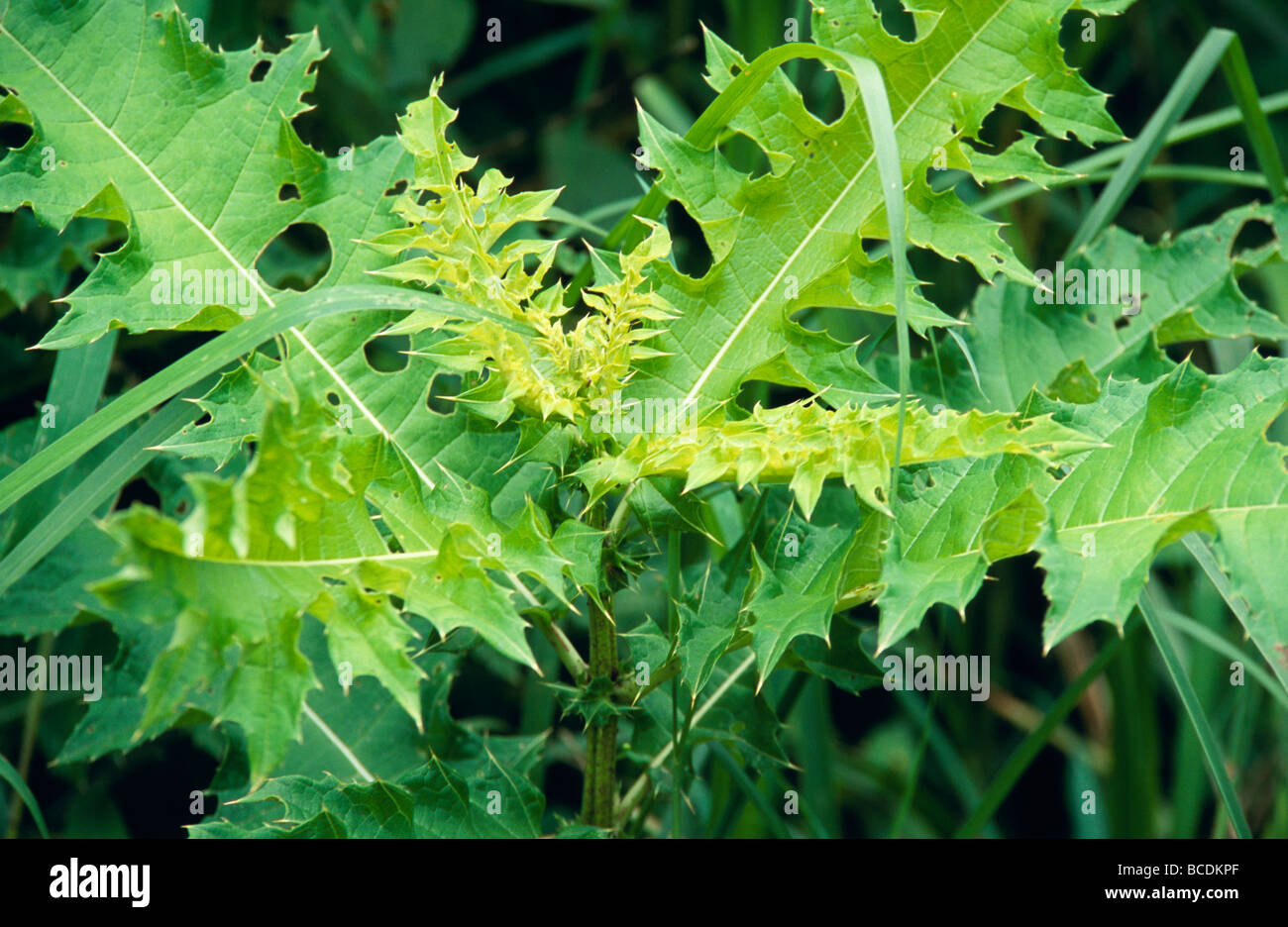 A spiky weed growing in a national park, likely introduced by farming ...
