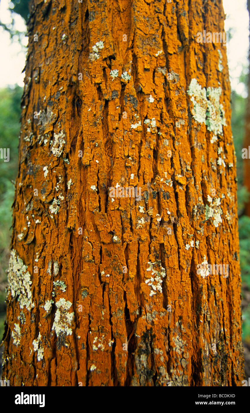 A bright orange lichen colony coats the rough bark of a tree trunk ...