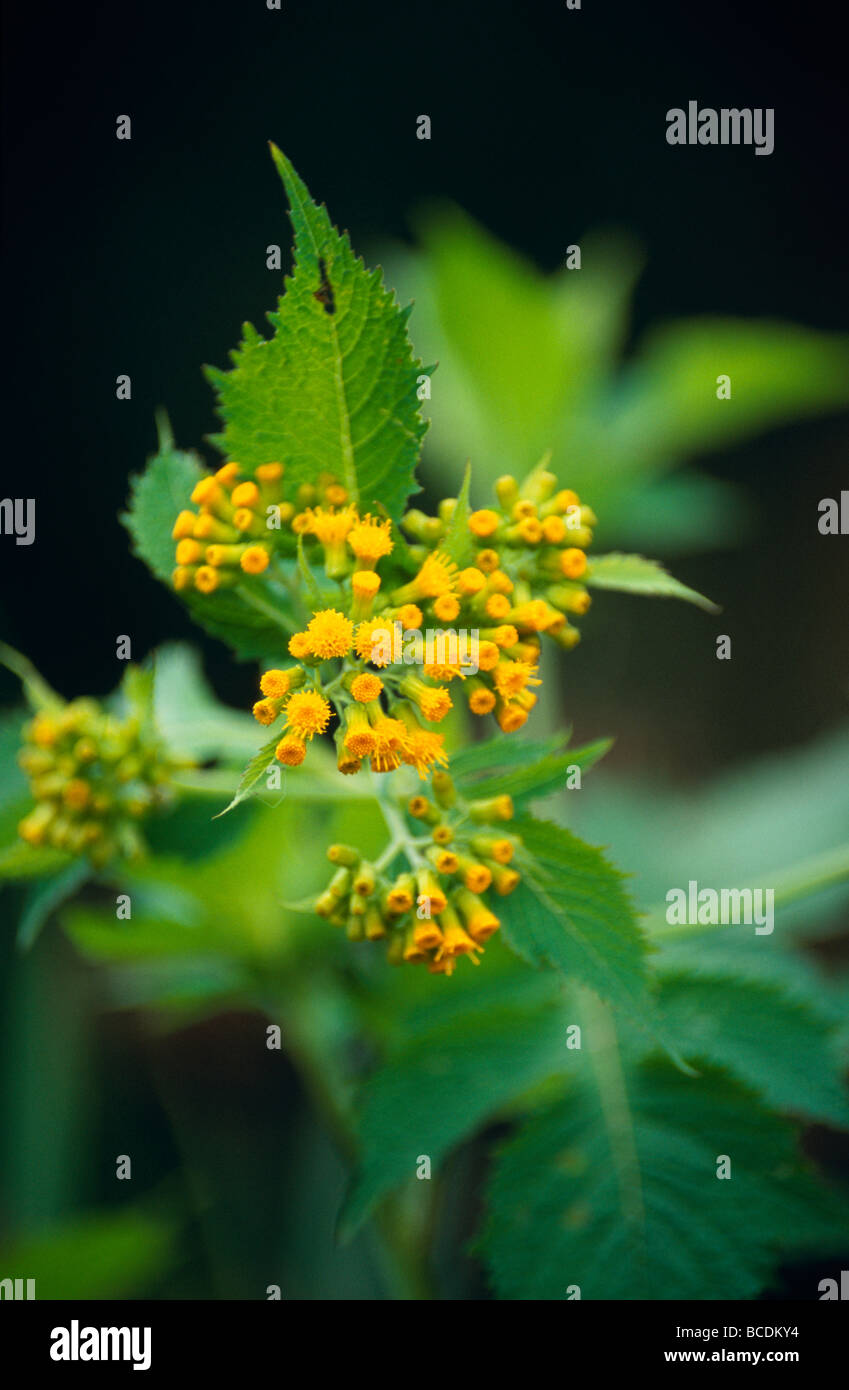 Delicate bright yellow flowers cluster from a small shrub Stock Photo ...