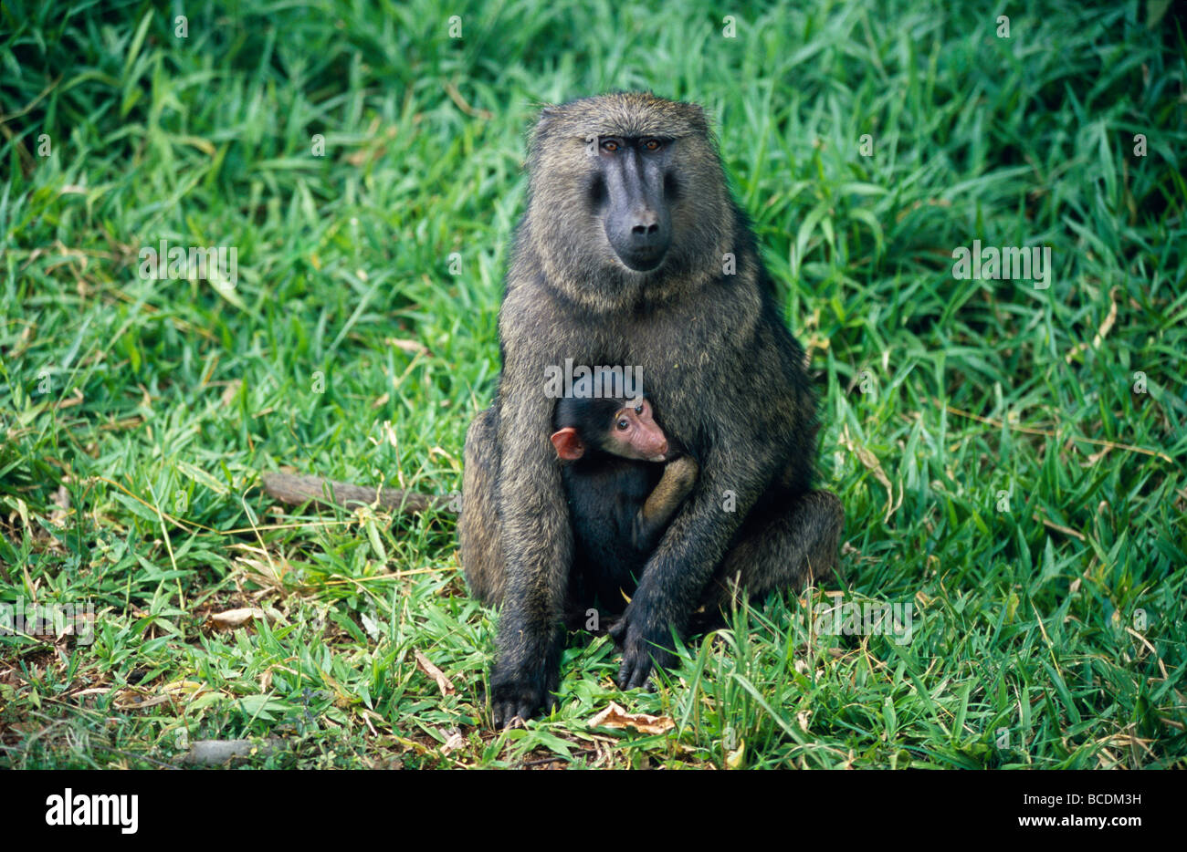 An Olive Baboon infant nestles protectively into its mother's chest ...