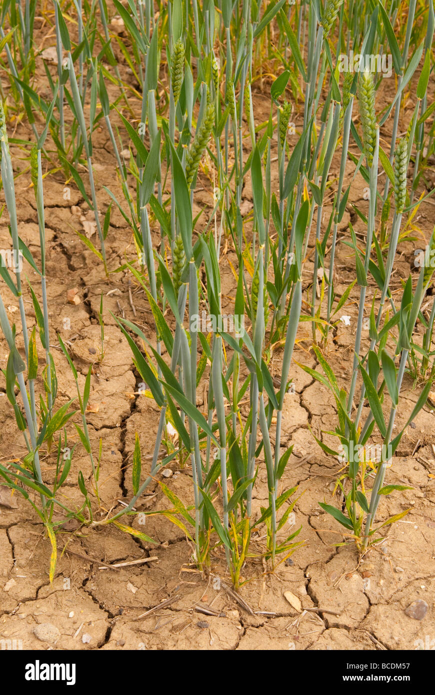 Dry agricultural soil showing wheat crop due to dry weather in the Uk ...