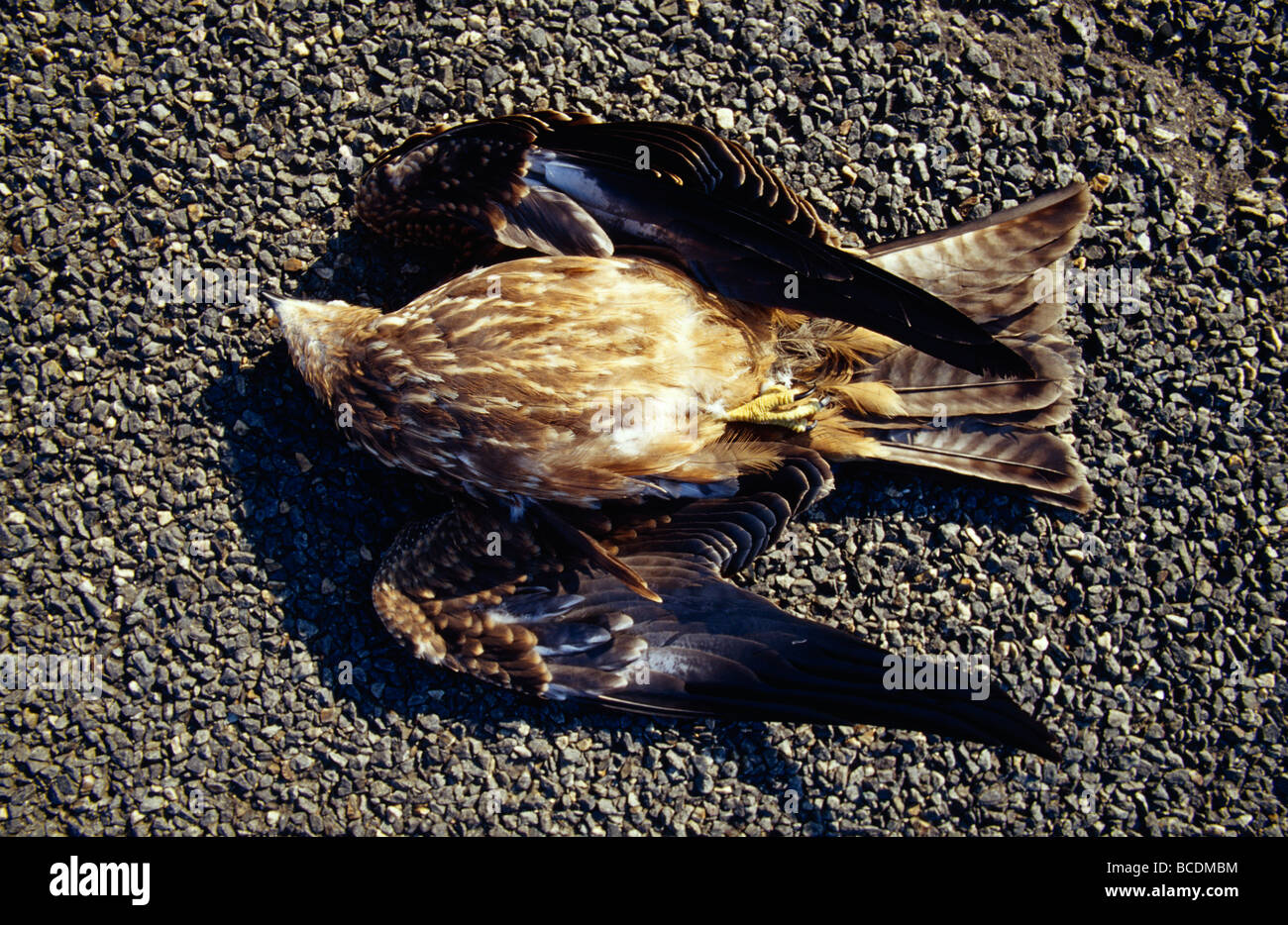 A dead Black Kite lies splayed on the highway Stock Photo - Alamy