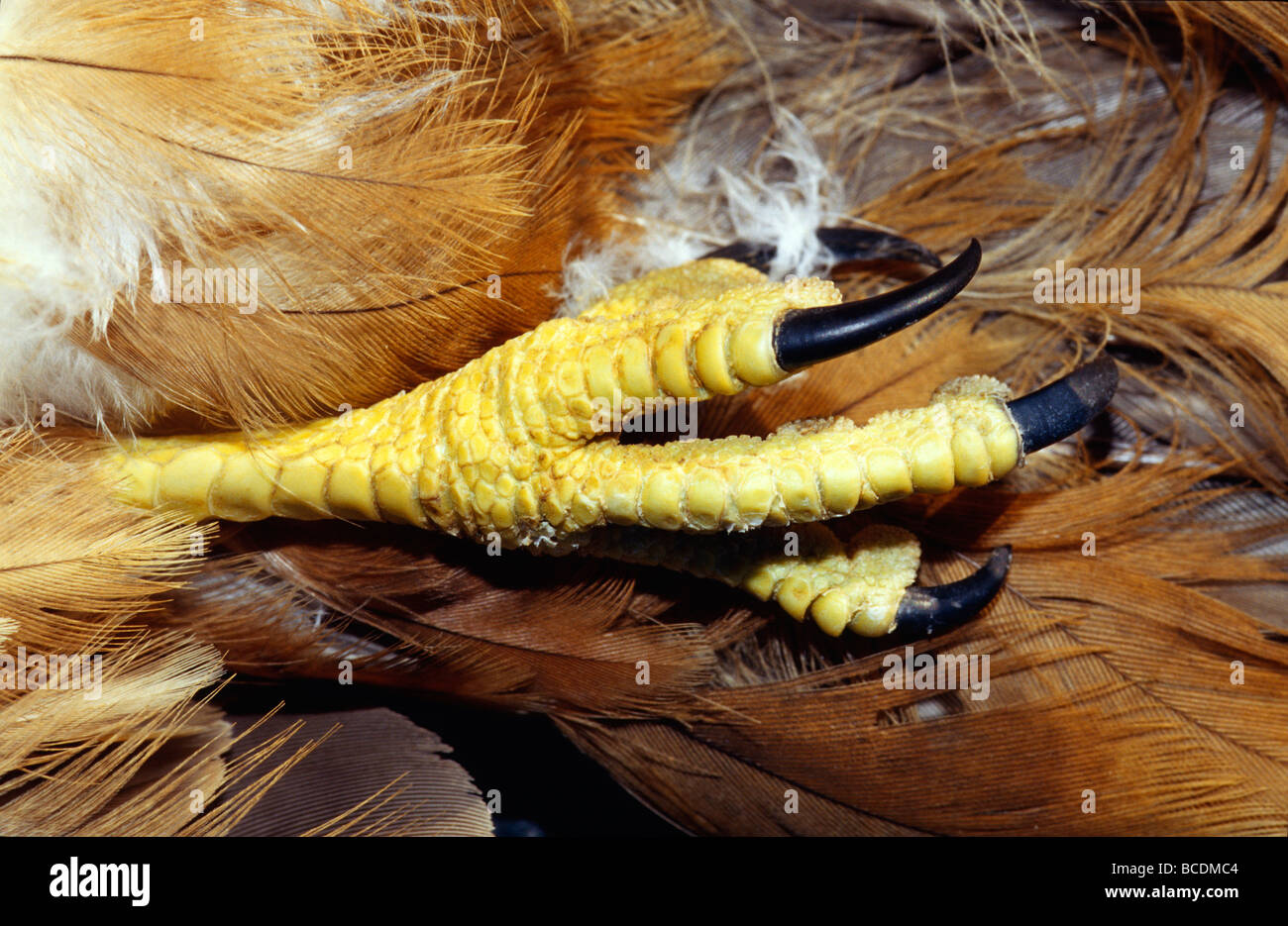 The feathers, claw and foot detail of a dead Black Kite Stock Photo - Alamy