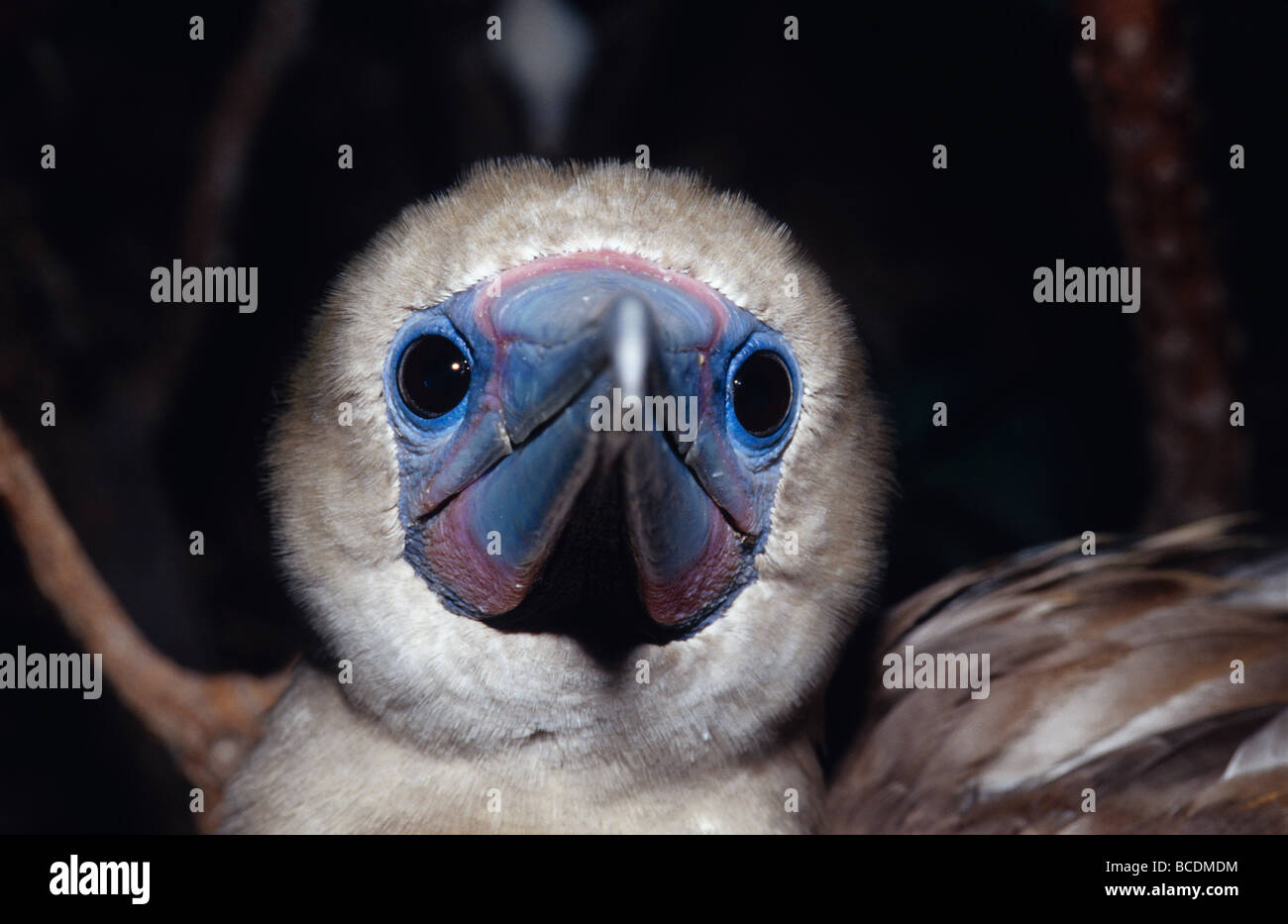 Portrait of a Red-Footed Booby with its pastel blue and pink bill Stock ...