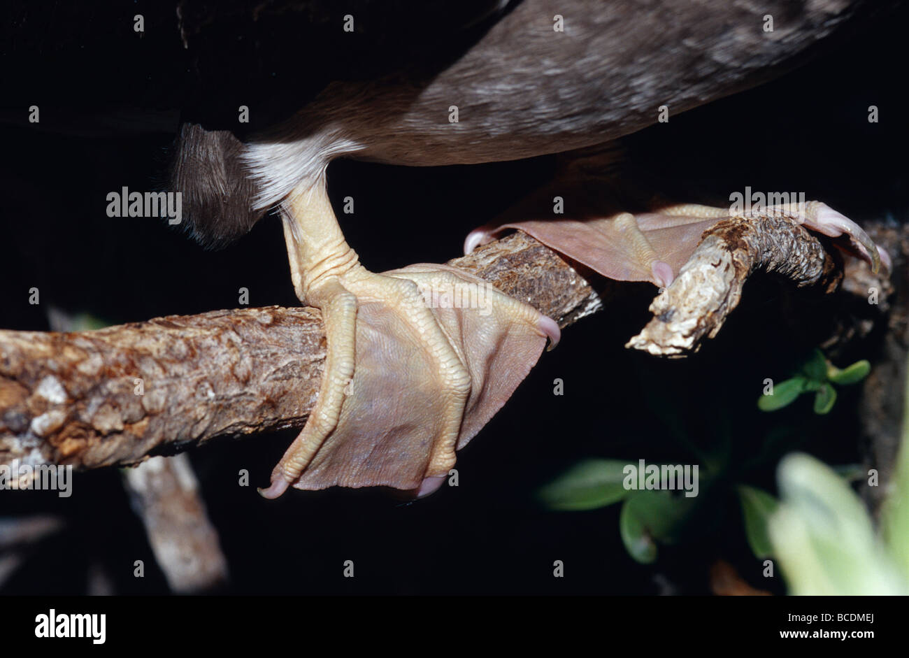 Webbed bird feet hi-res stock photography and images - Alamy