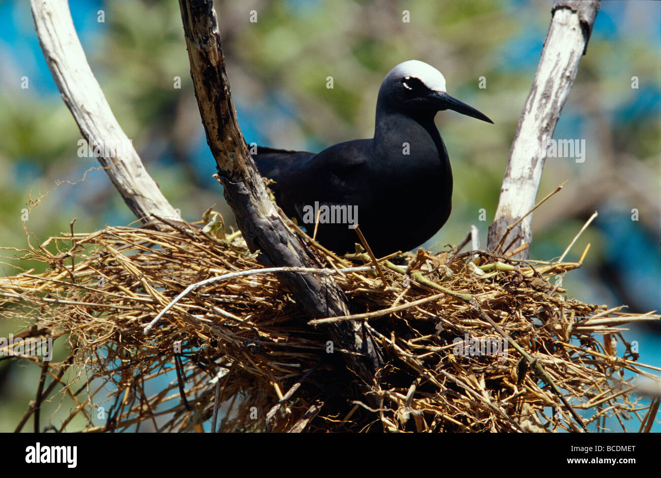 A small White-Capped Noddy incubating an egg in a stick nest Stock ...