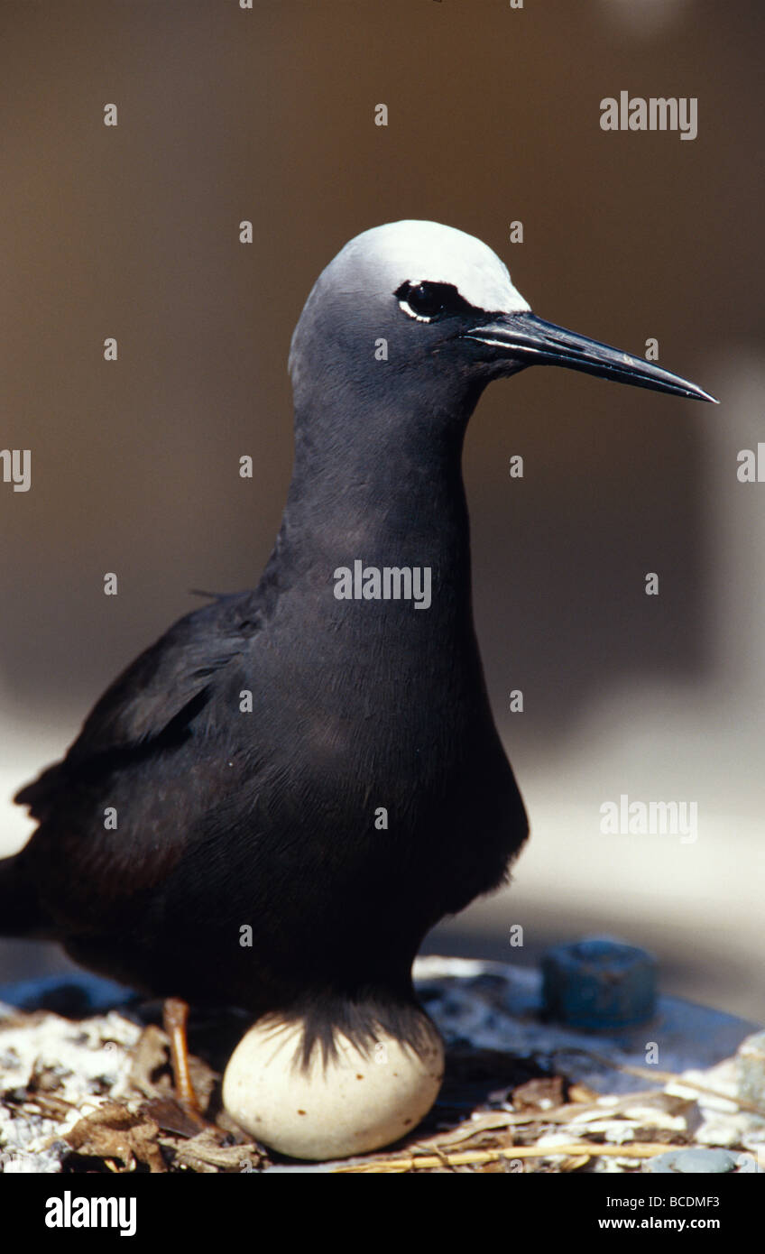 Black noddy egg hi-res stock photography and images - Alamy