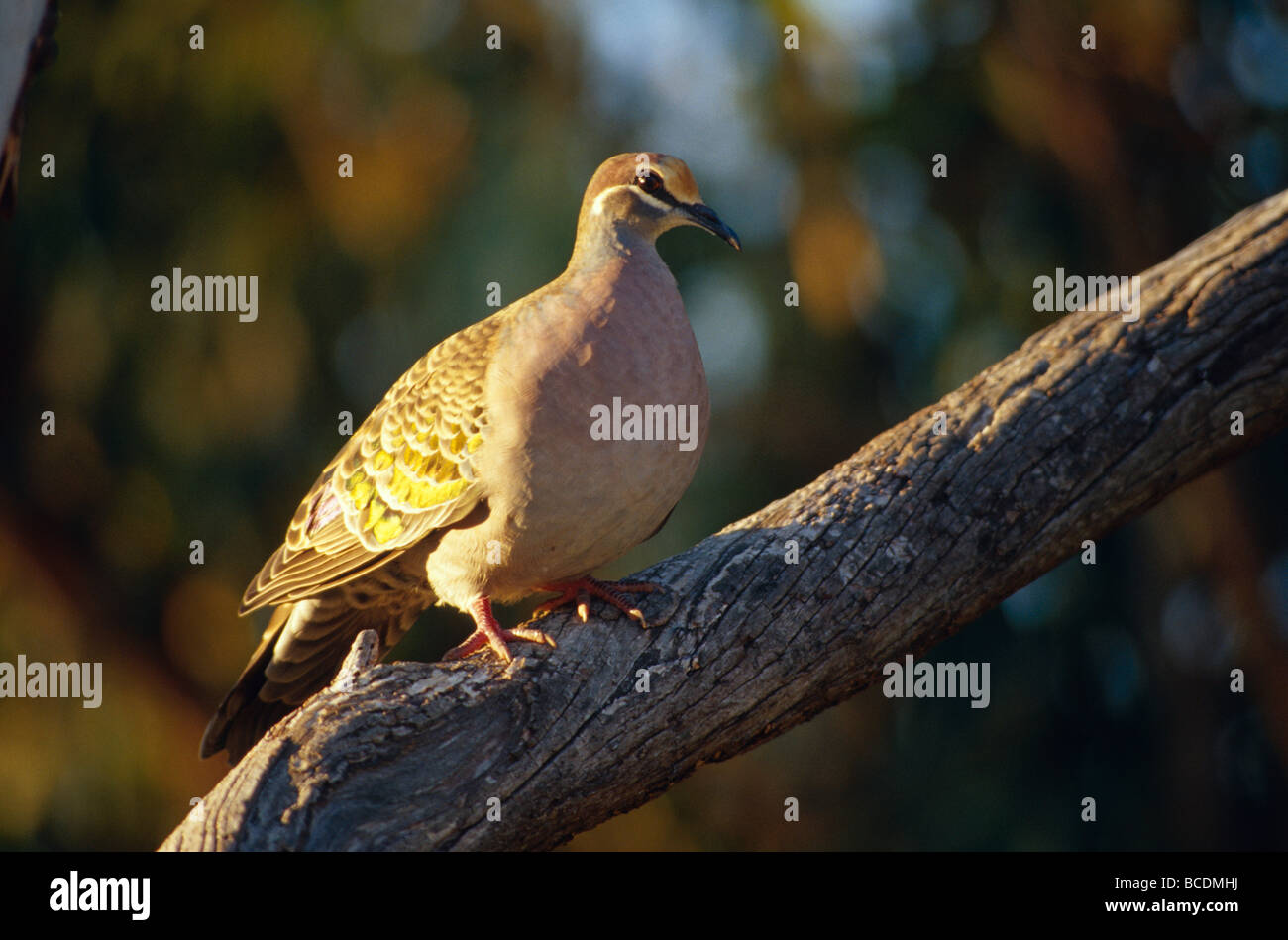 A colorful Common Bronzewing Pigeon perched on a tree branch Stock ...