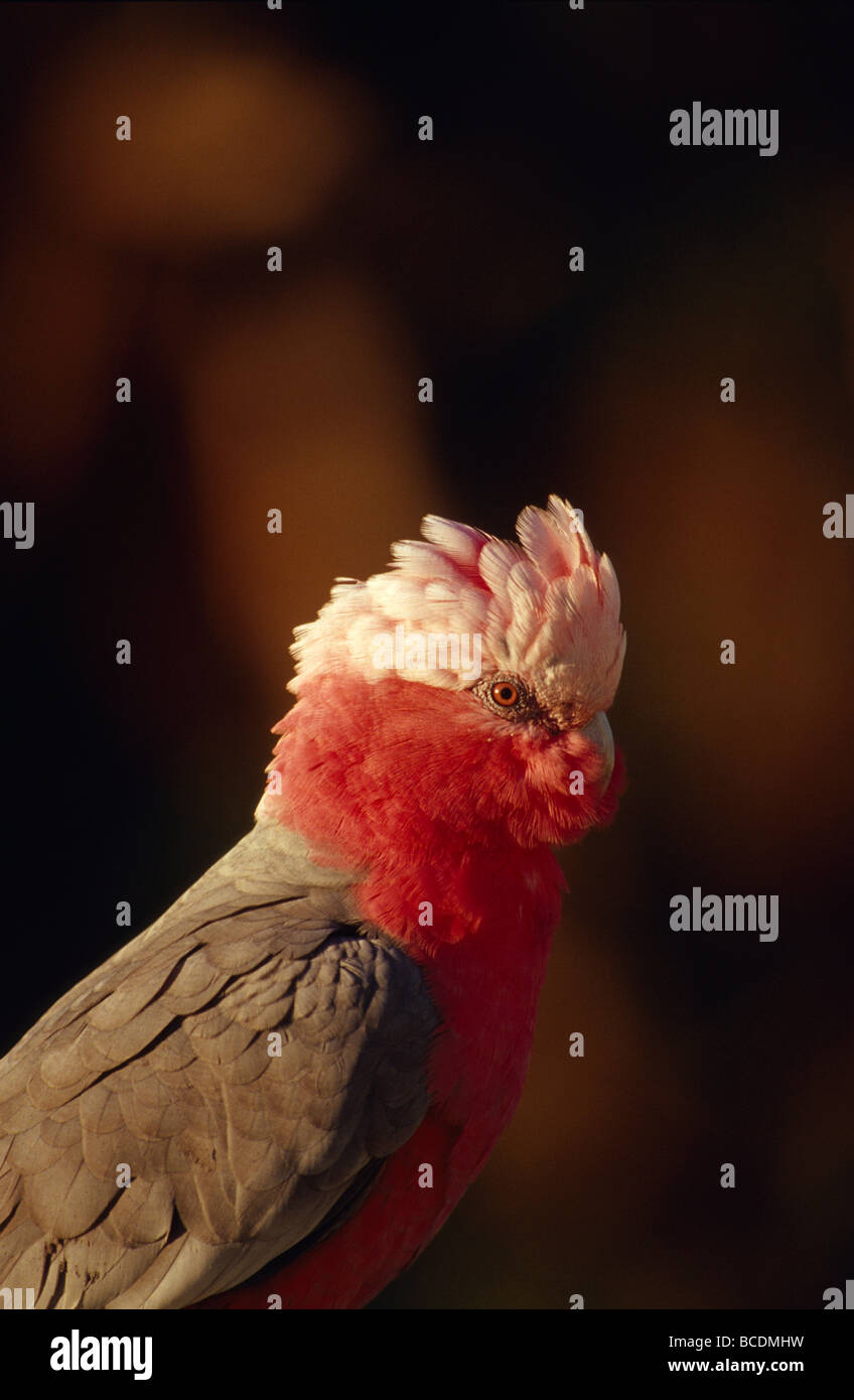 The pastel crest of a pink and grey female Galah in profile Stock Photo ...
