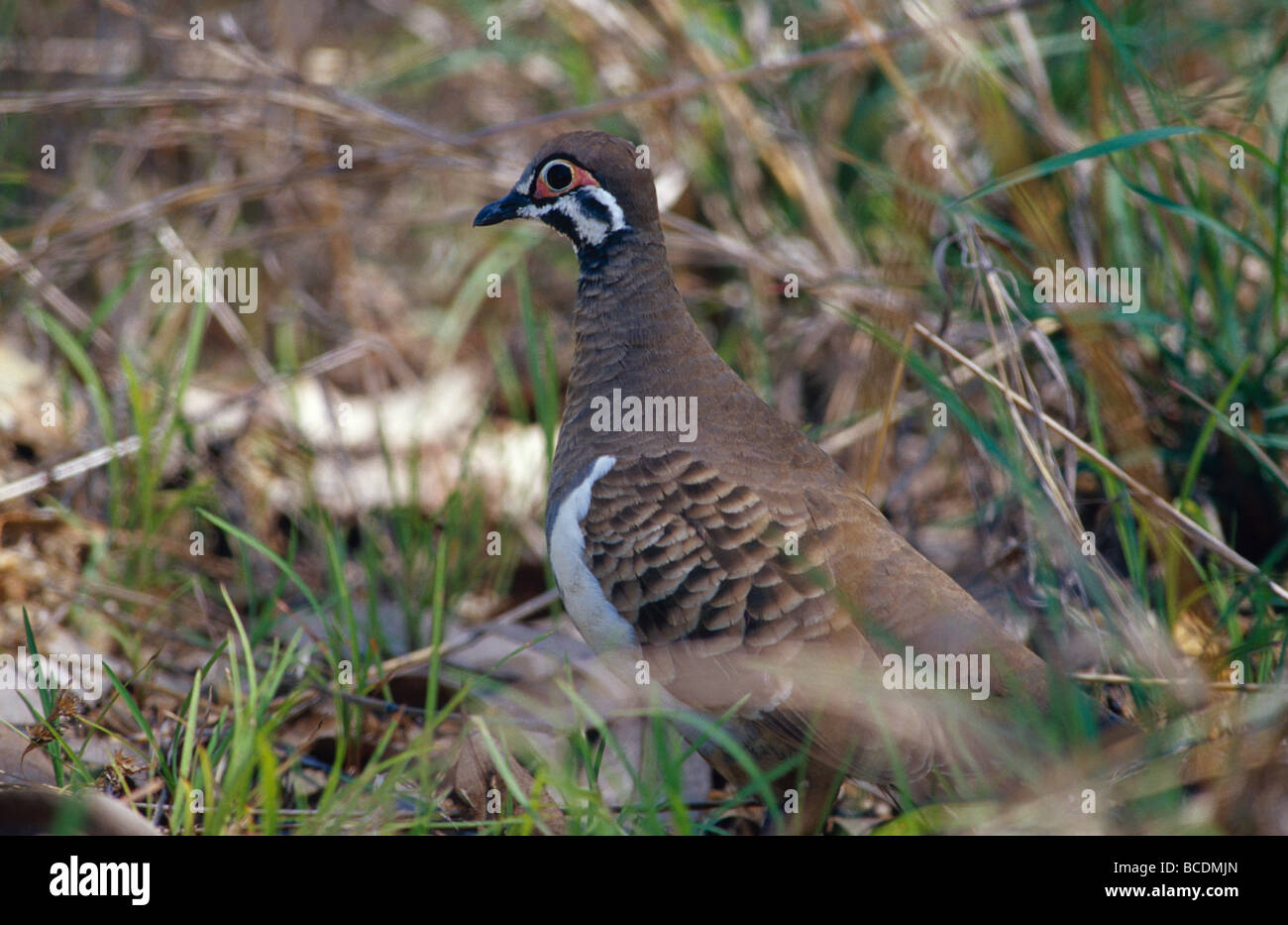 Queensland squatter pigeon hi-res stock photography and images - Alamy