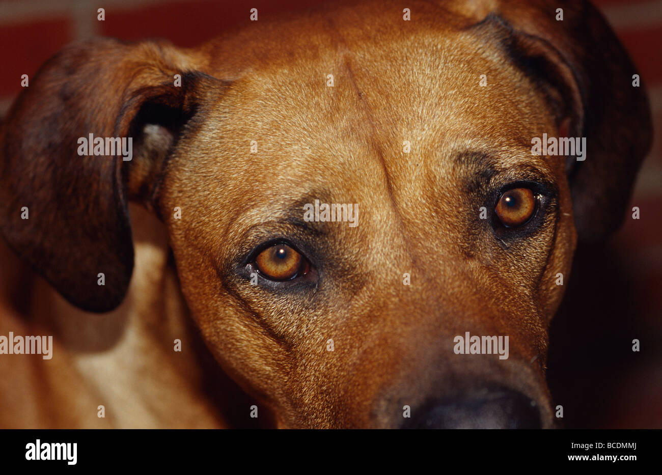 Rhodesian dog hi-res stock photography and images - Alamy