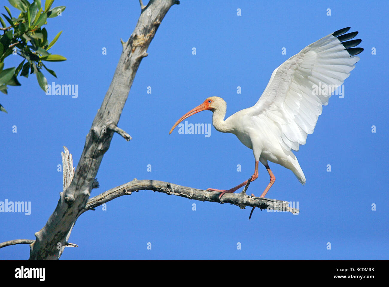 White bird with grey wings hi-res stock photography and images - Alamy
