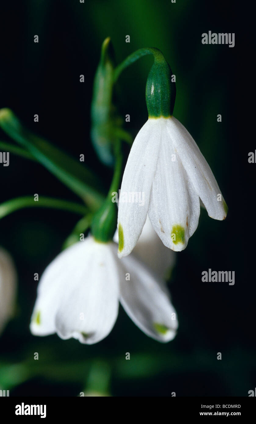 Bell shaped snowdrop hi-res stock photography and images - Alamy