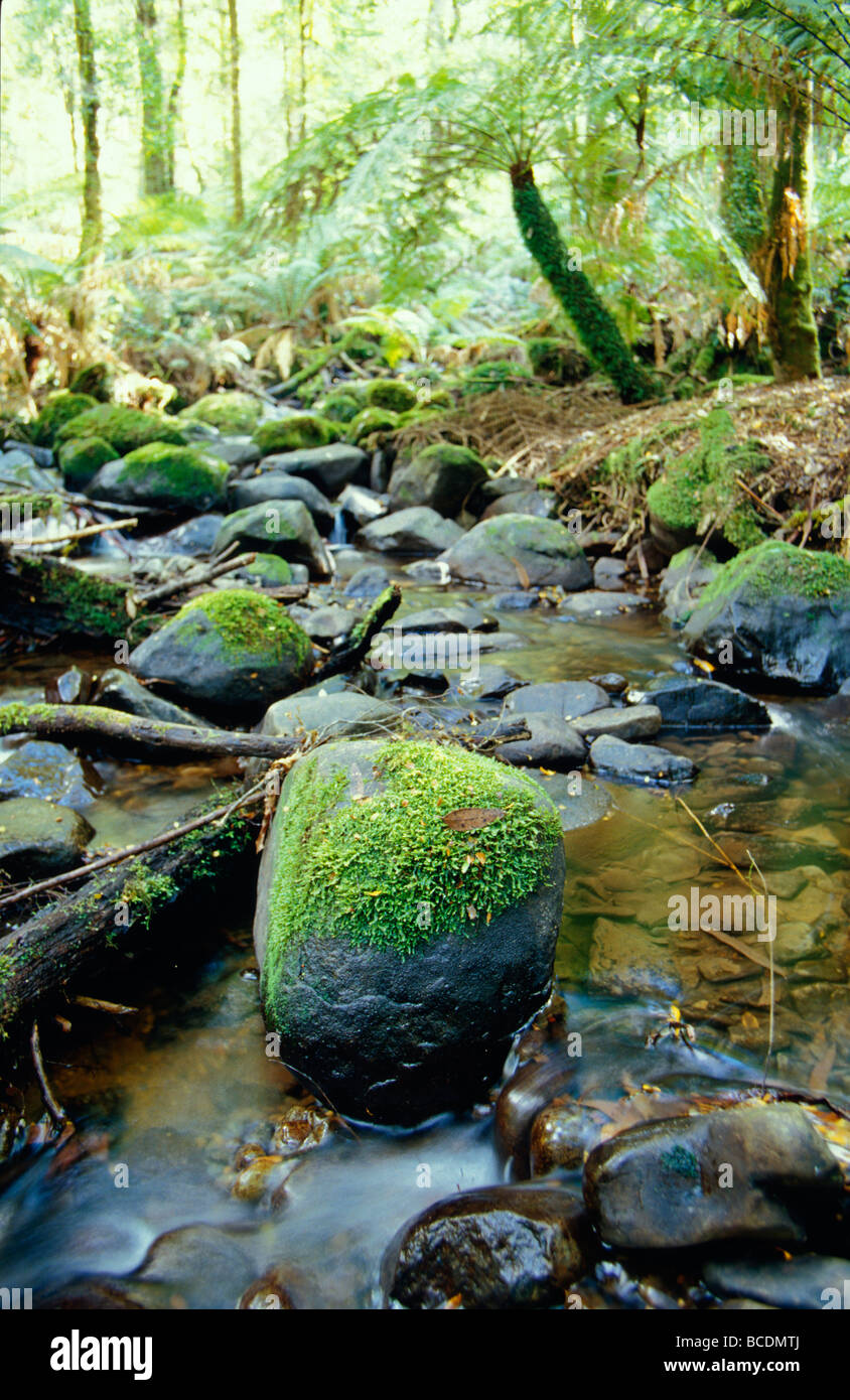 A cool tempterate rainforest with Myrtle Beech and Soft Tree Fern Stock ...