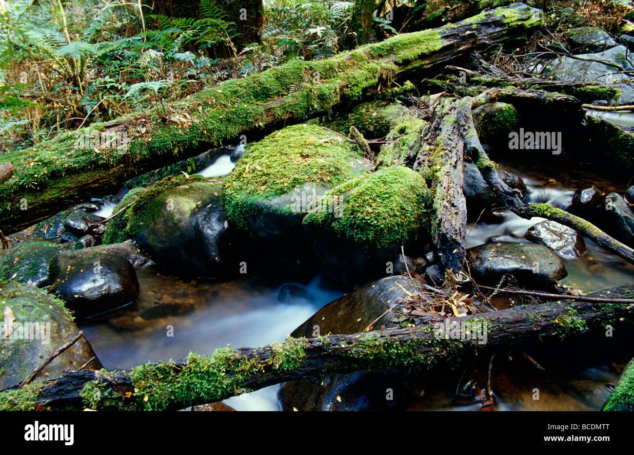 A cool tempterate rainforest with Myrtle Beech and Soft Tree Fern Stock ...