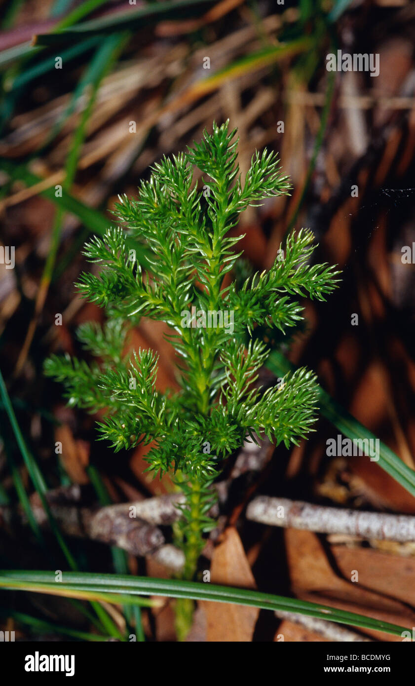 A tiny alpine clubmoss emerges from leaf litter on the forest floor ...