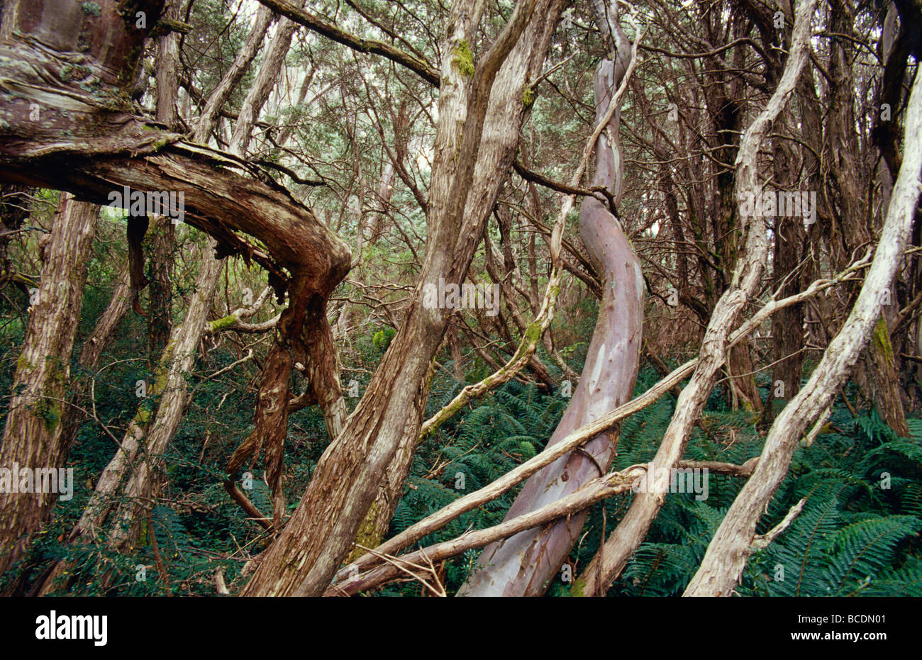 Alpine tea tree hi-res stock photography and images - Alamy