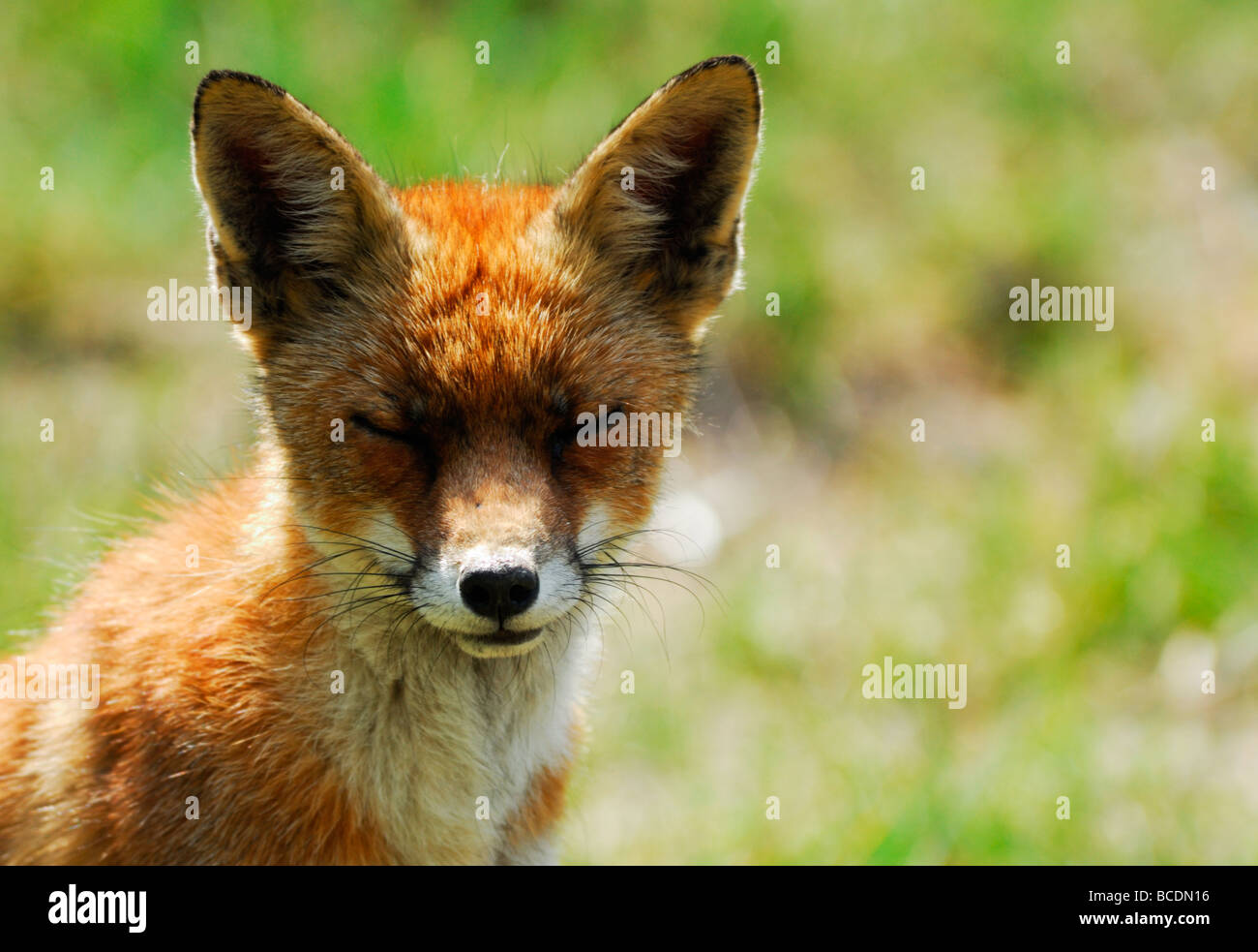 A beautiful fox Vulpes vulpes in the sand dunes of the netherlands ...
