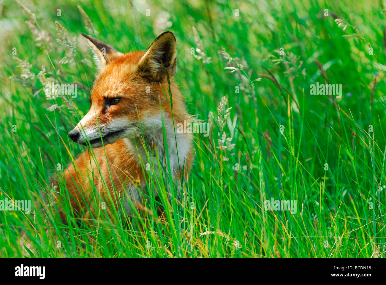 A beautiful fox Vulpes vulpes in the sand dunes of the netherlands ...