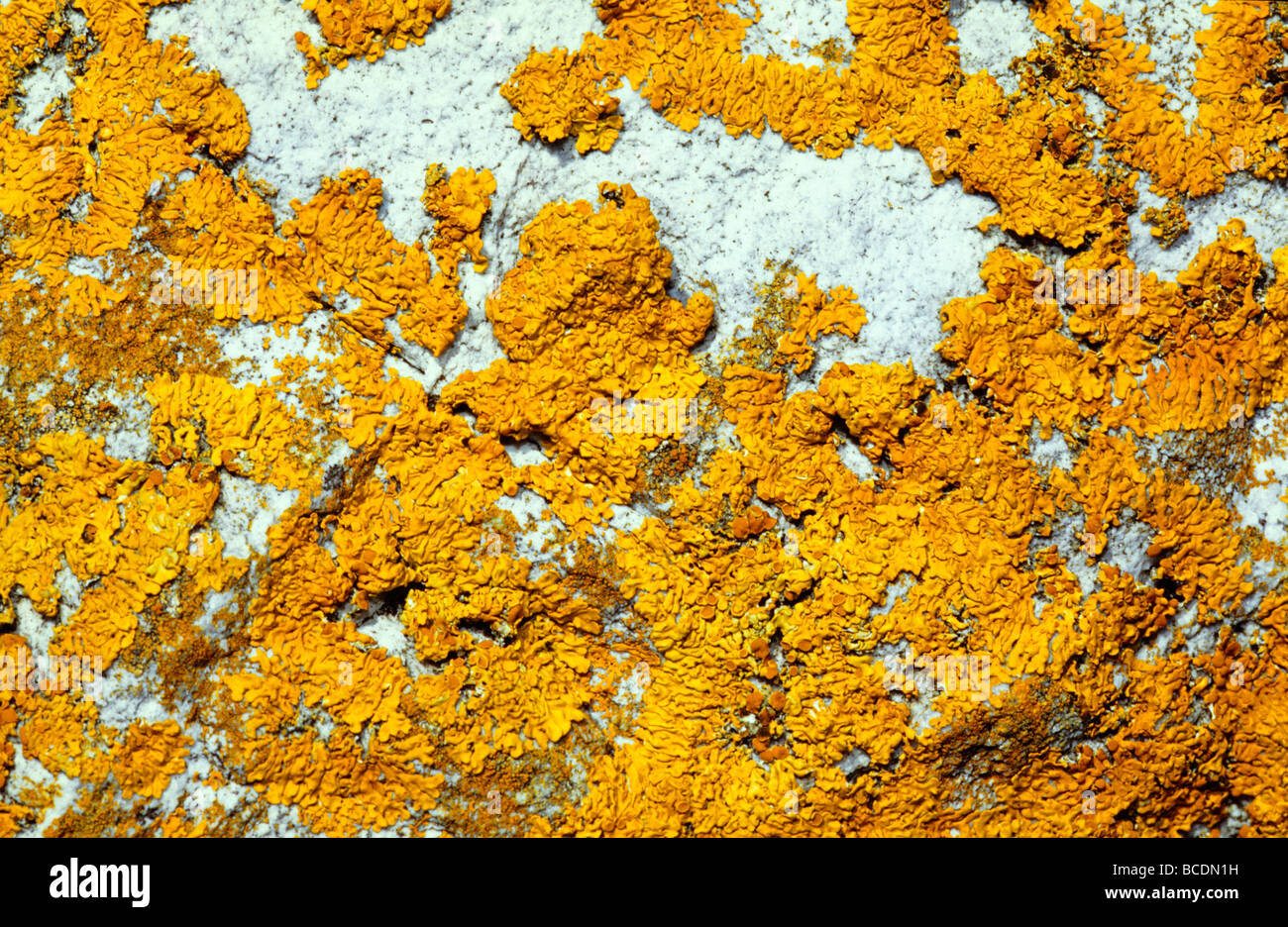 Bright yellow lichens adorn granite coastal rocks Stock Photo - Alamy