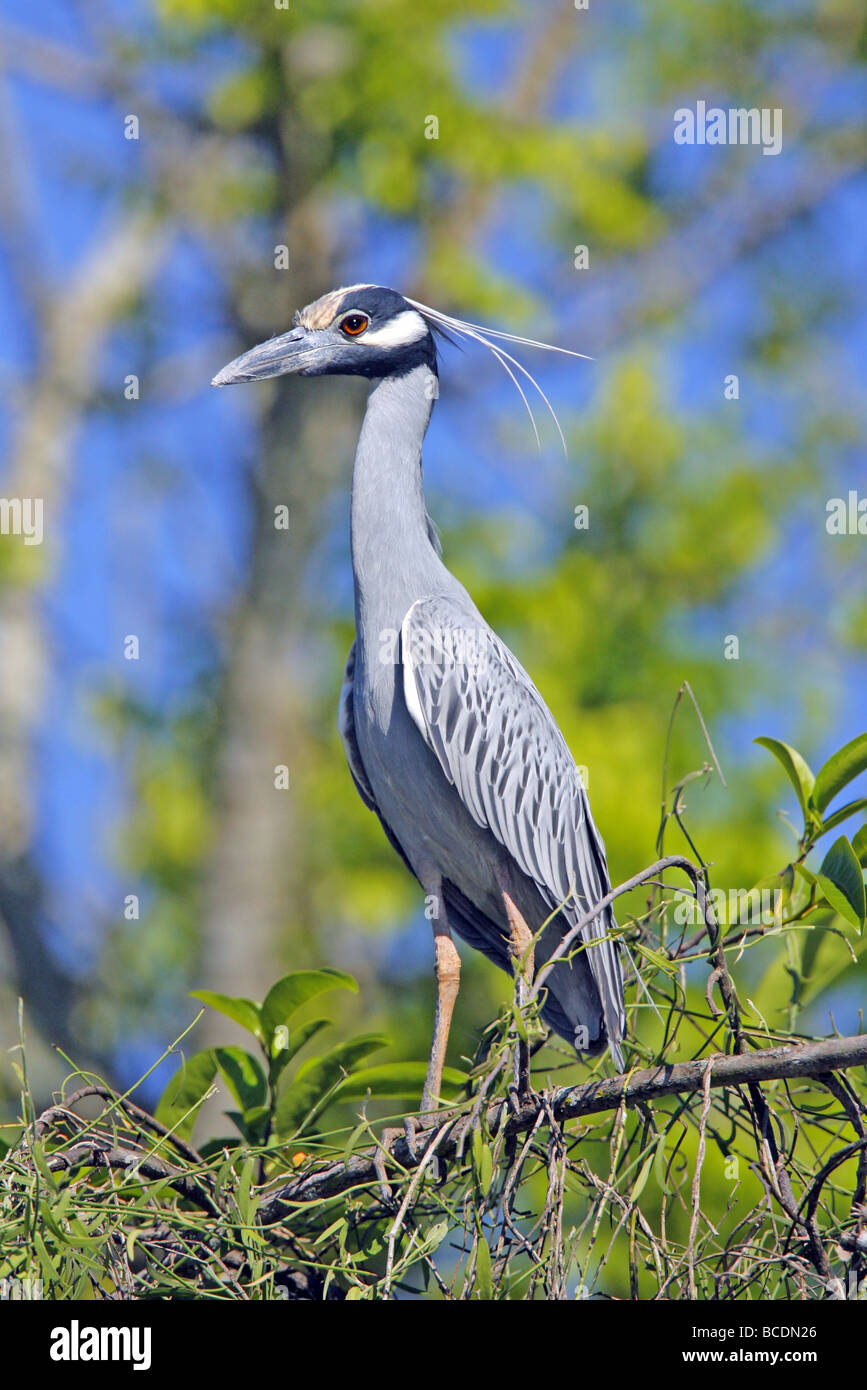 Bird with yellow feet hi-res stock photography and images - Alamy