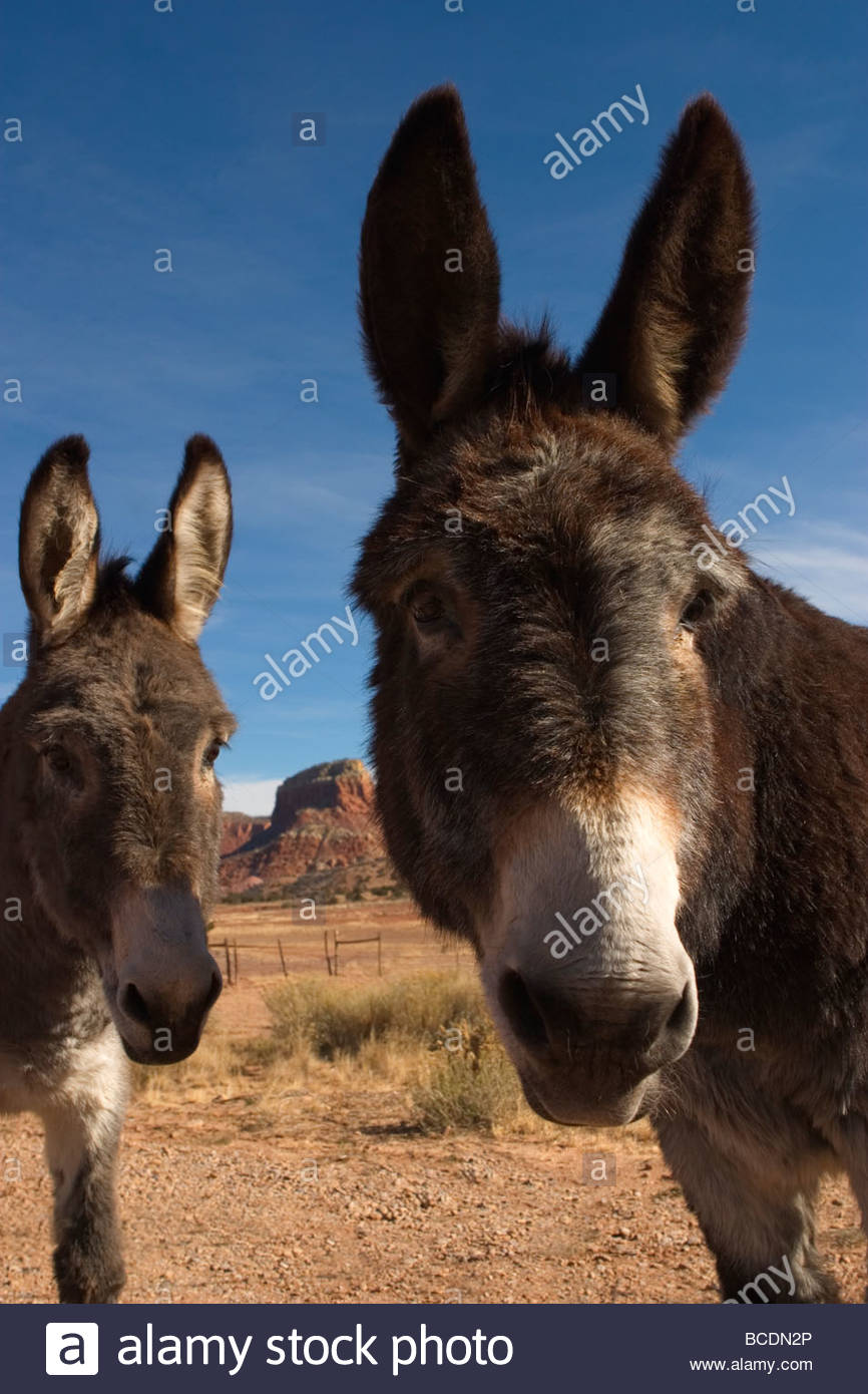 Donkeys in desert on hi-res stock photography and images - Alamy