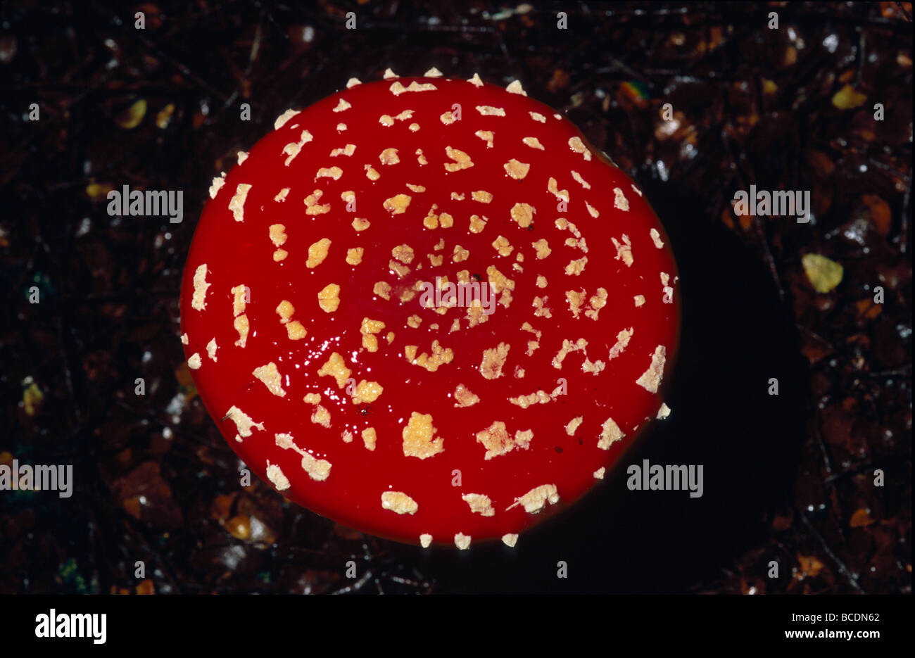 The introduced bright red Fly Agaric Fungi, Amanita muscaria Stock ...