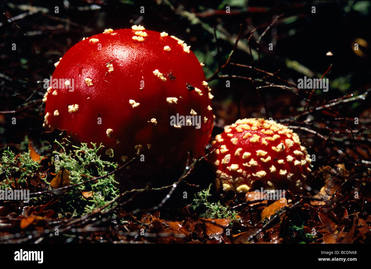 The introduced bright red Fly Agaric Fungi, Amanita muscaria Stock ...
