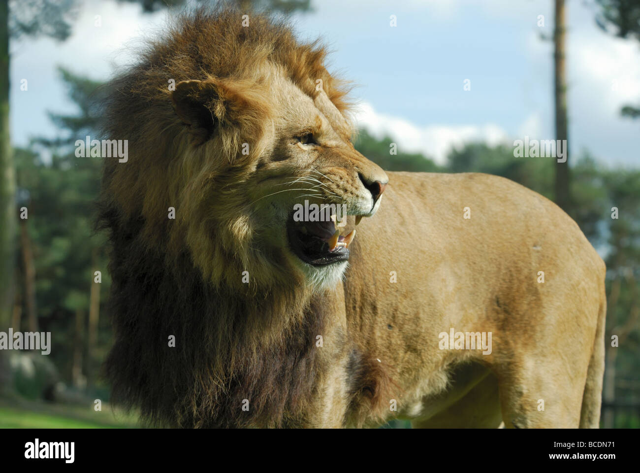 Close up of a big angry African male lion Stock Photo - Alamy