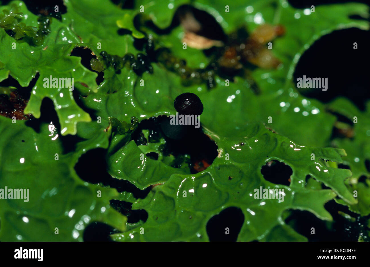 An infant fungi emerges through lichen in a cool temperate rainforest ...