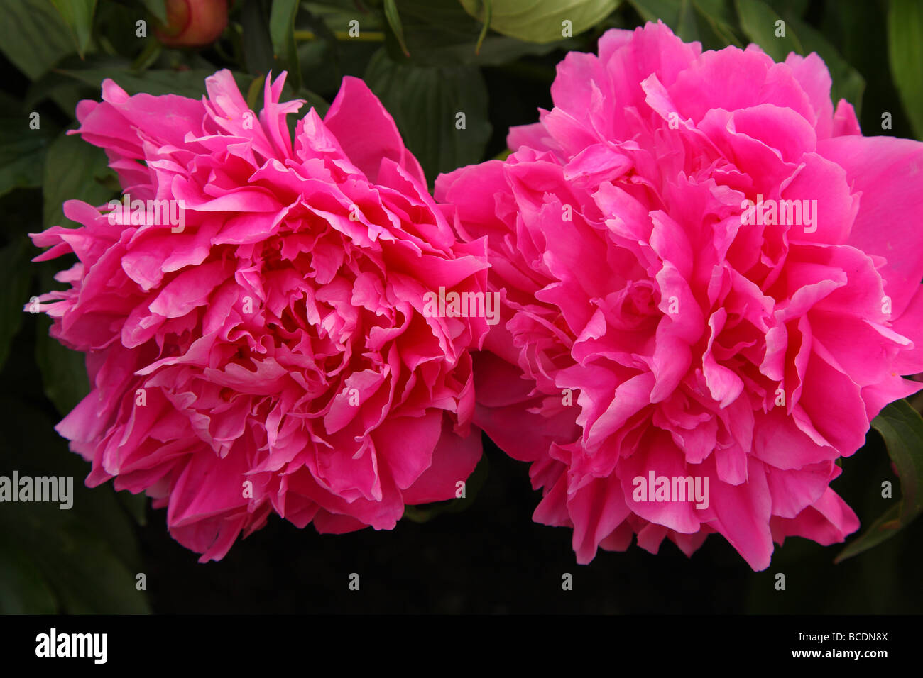 Two pink peonies hi-res stock photography and images - Alamy
