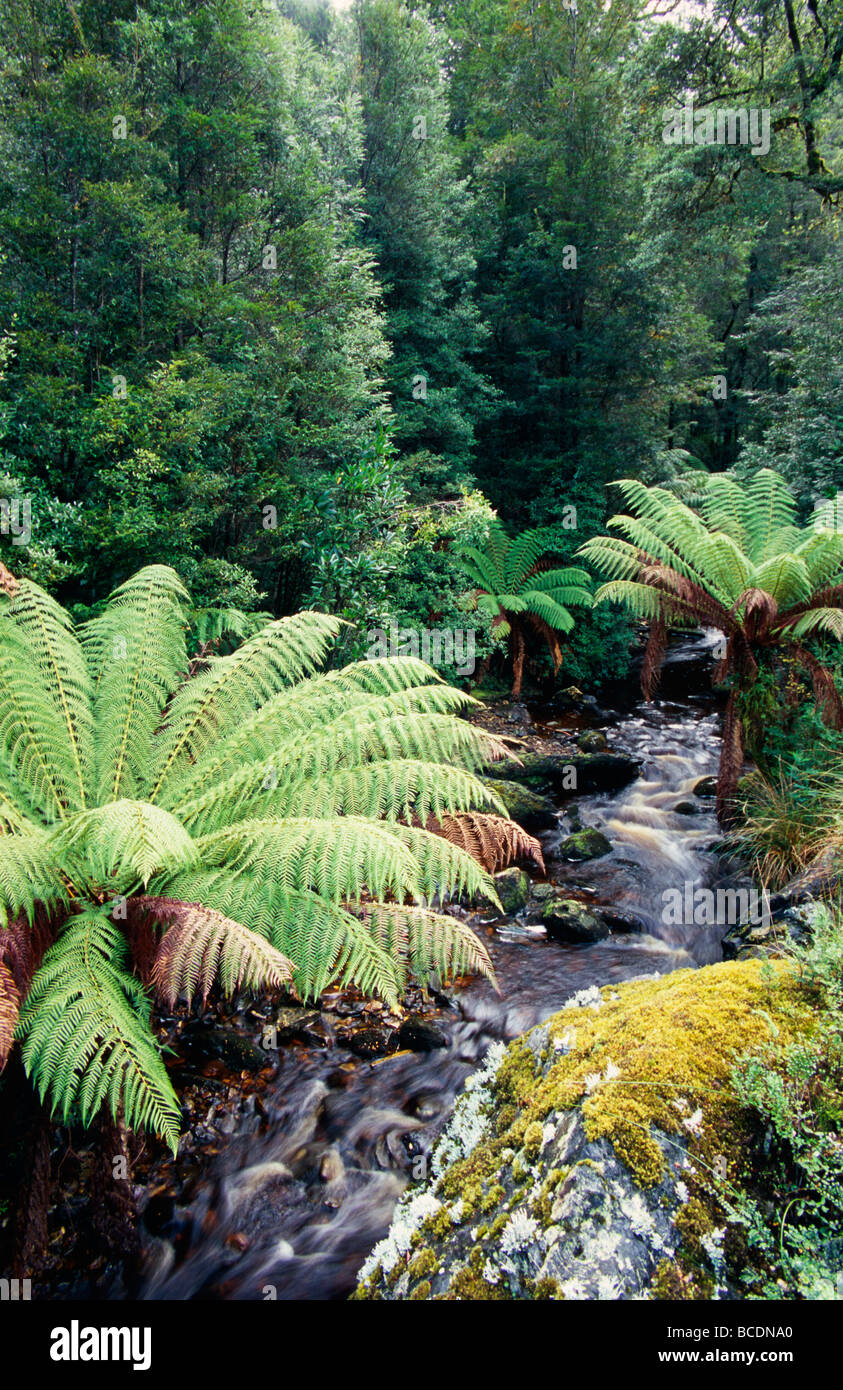 Cool temperate rainforest and tree ferns line a small cascading river ...
