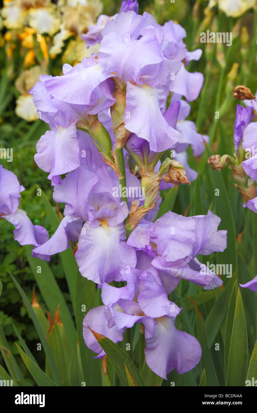 Violet iris flowers close up Stock Photo - Alamy