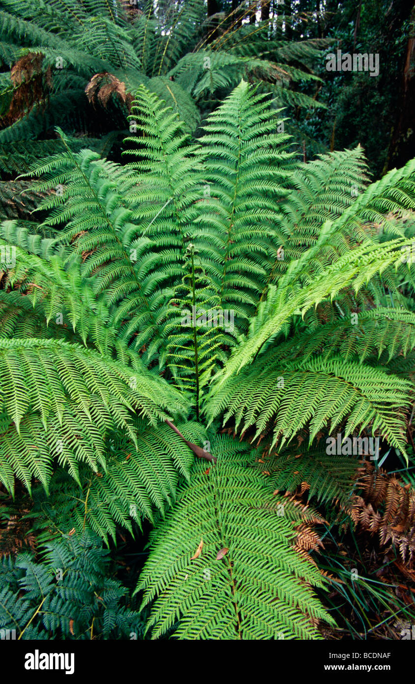 Cool temperate rainforest and tree ferns line a small cascading river ...